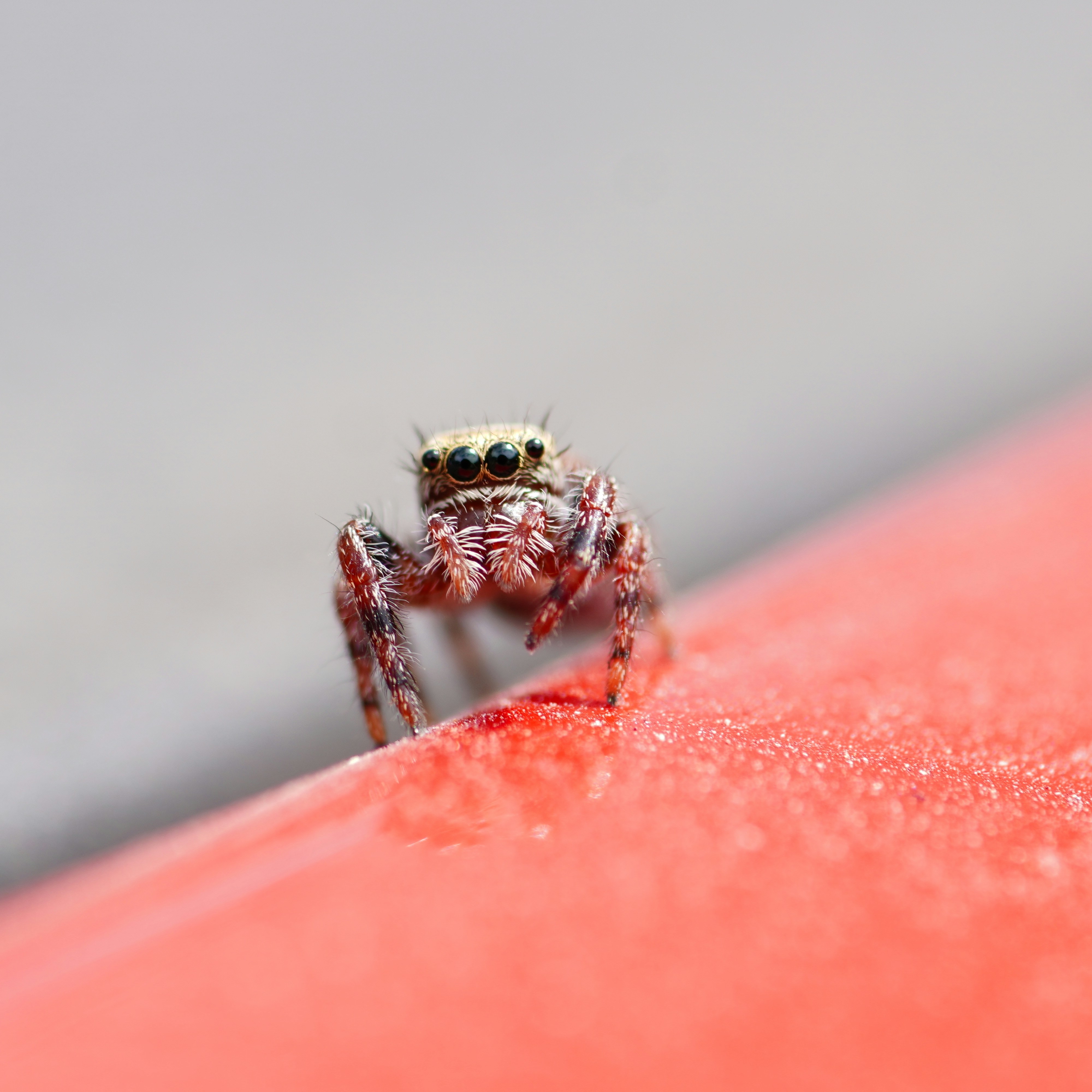 Tiny Crimson Jumper: A Red-Top Debut on a Carved Surface