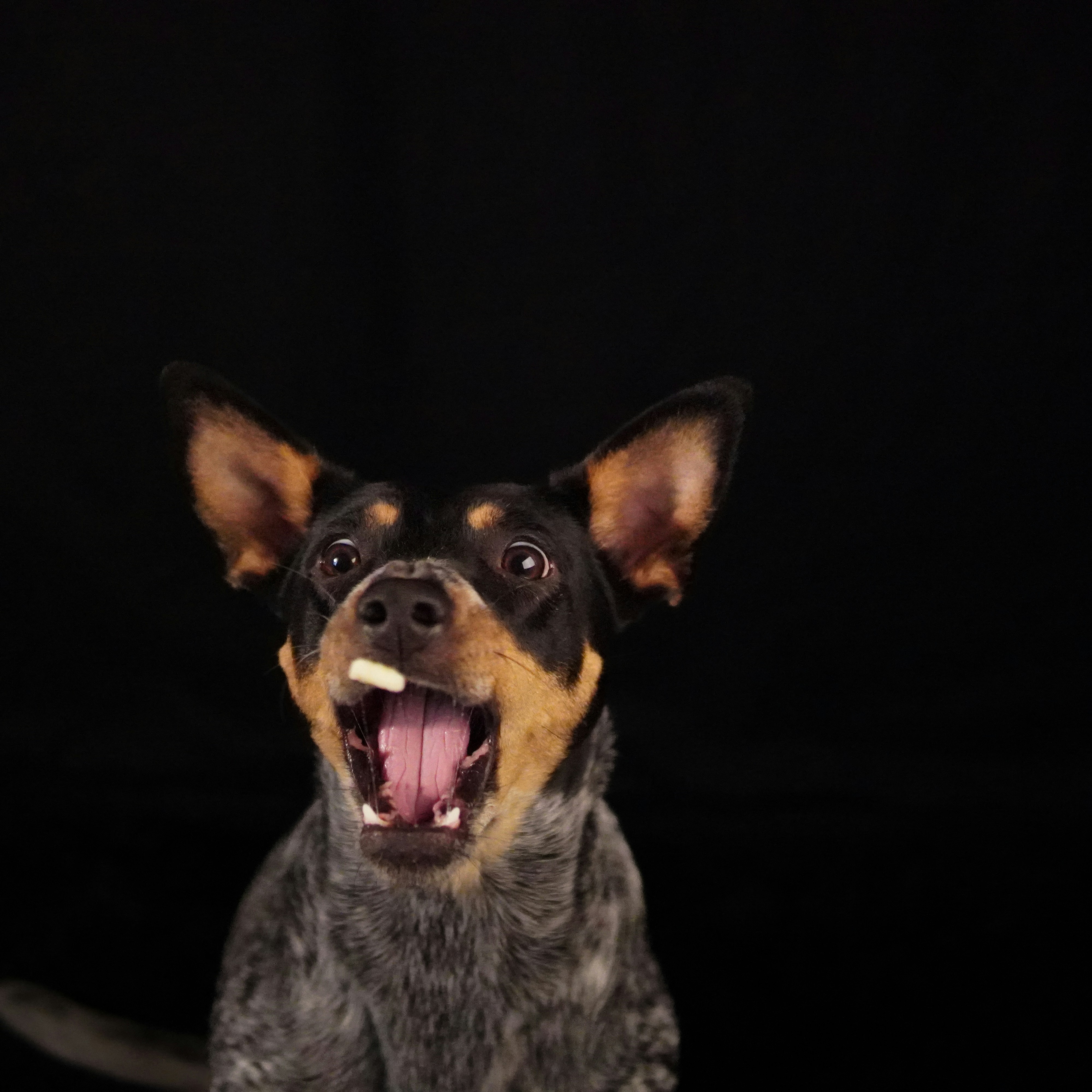 Wide-eyed Whim: A Bared-Teeth Expression in Low Light