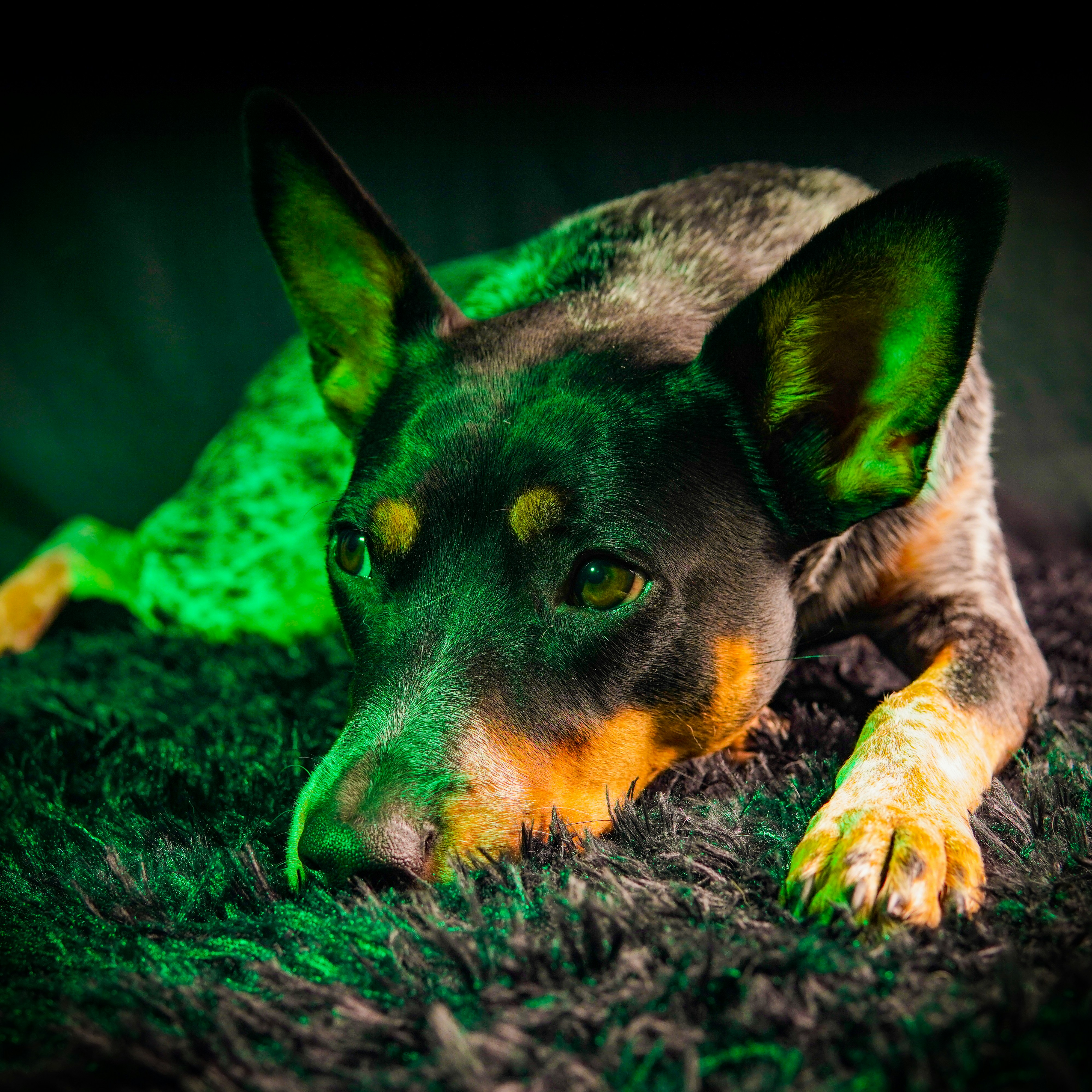 Emerald-lit Lying Hound: Quiet Intensity on a Plush Rug