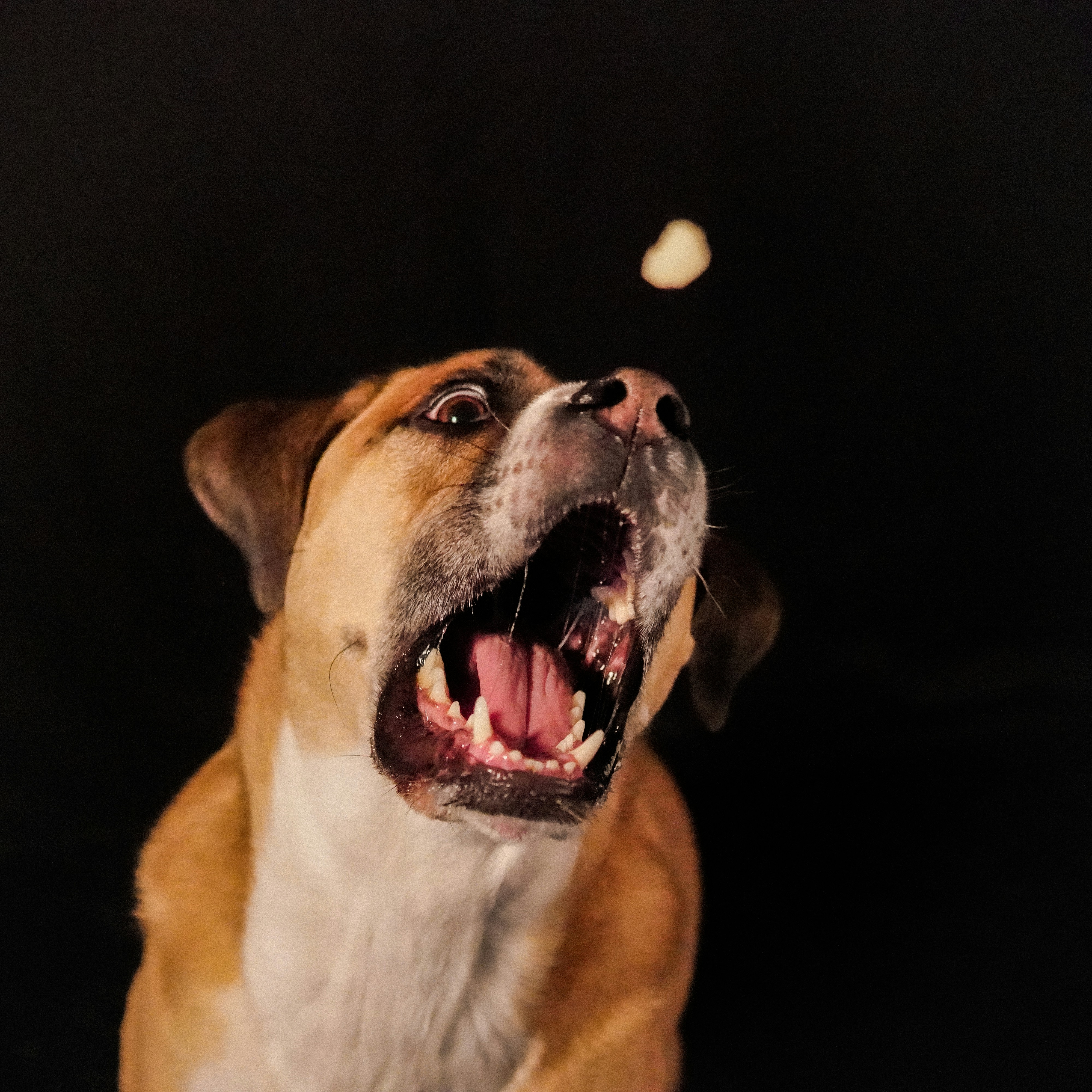 Mid-Jump Snack: A Bulldog's Ferocious Fetch in Low Light