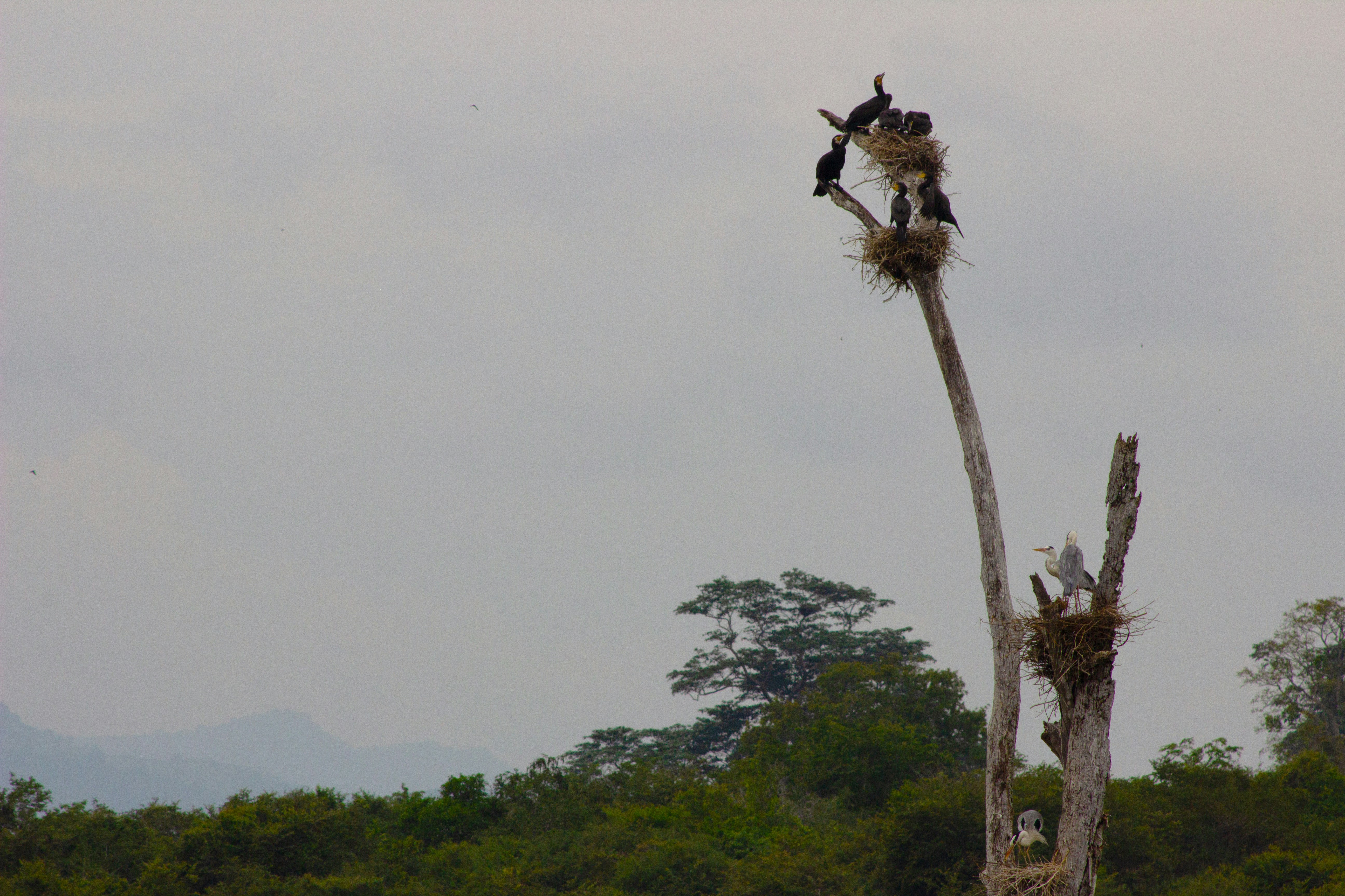 Dead Tree Nests: A Quiet Skies Above a Distant Canopy