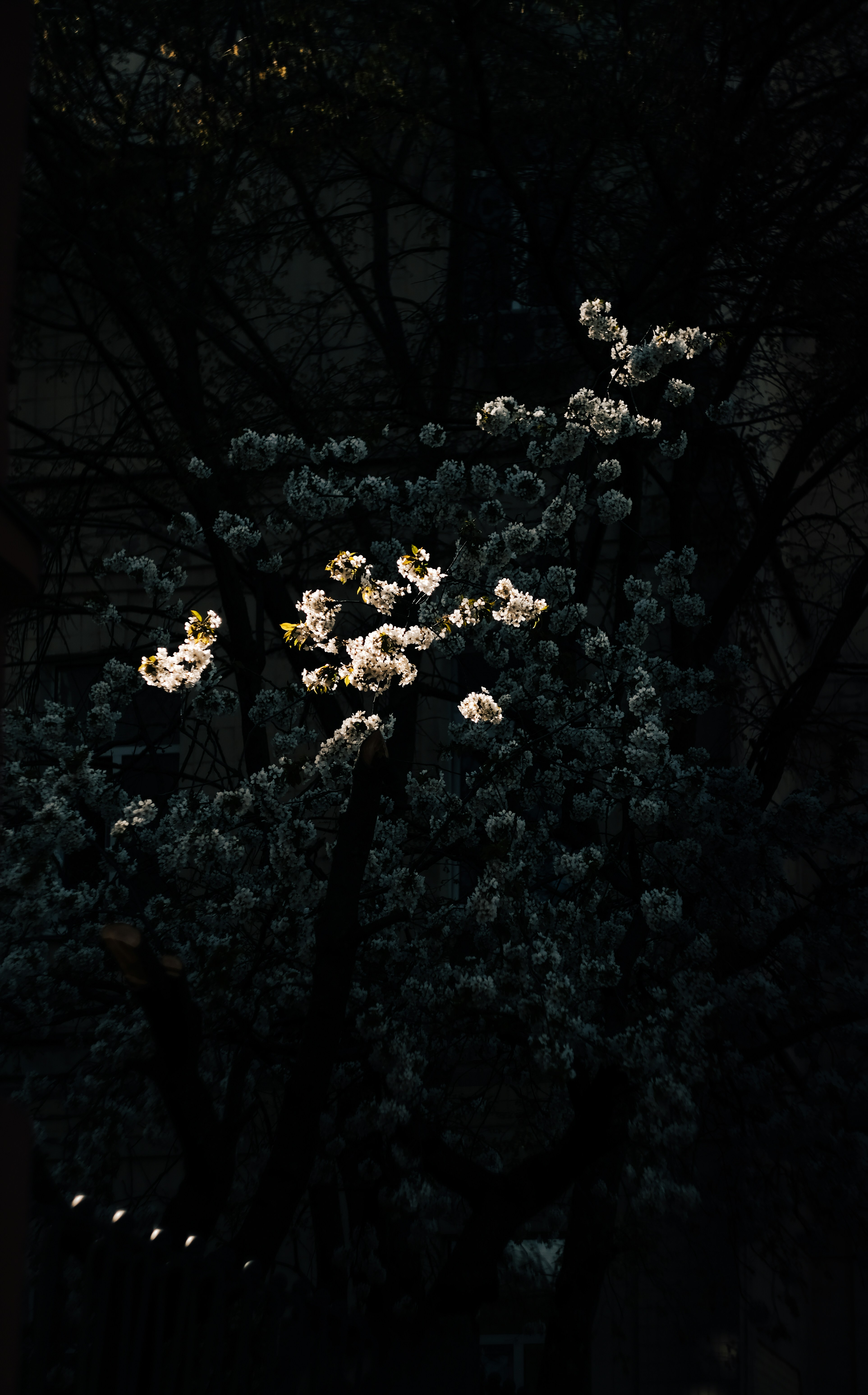 Illuminated blossoms in a midnight garden