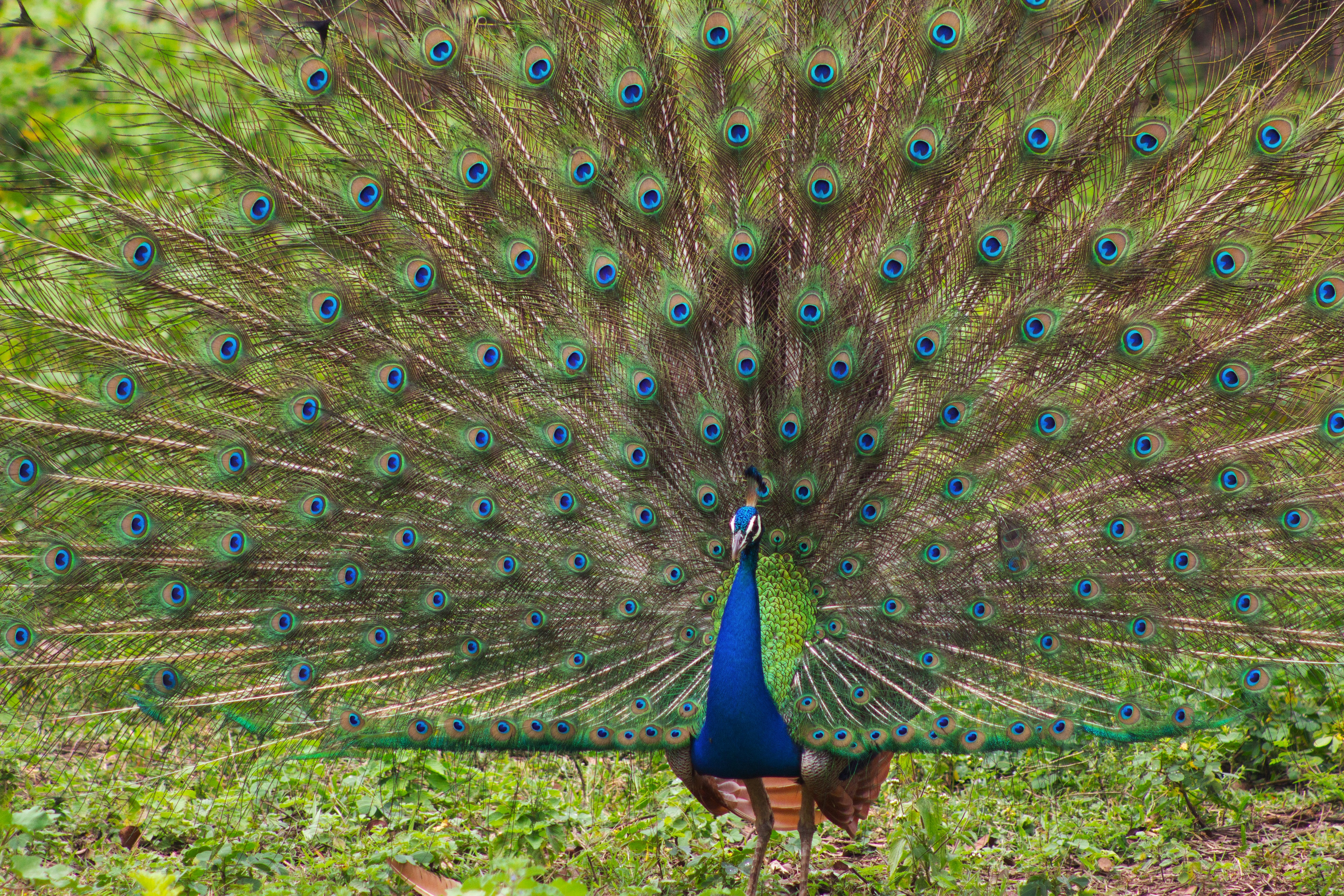 Un pavo real mostrando sus plumas coloridas en un bosque. foto – Imagen ...