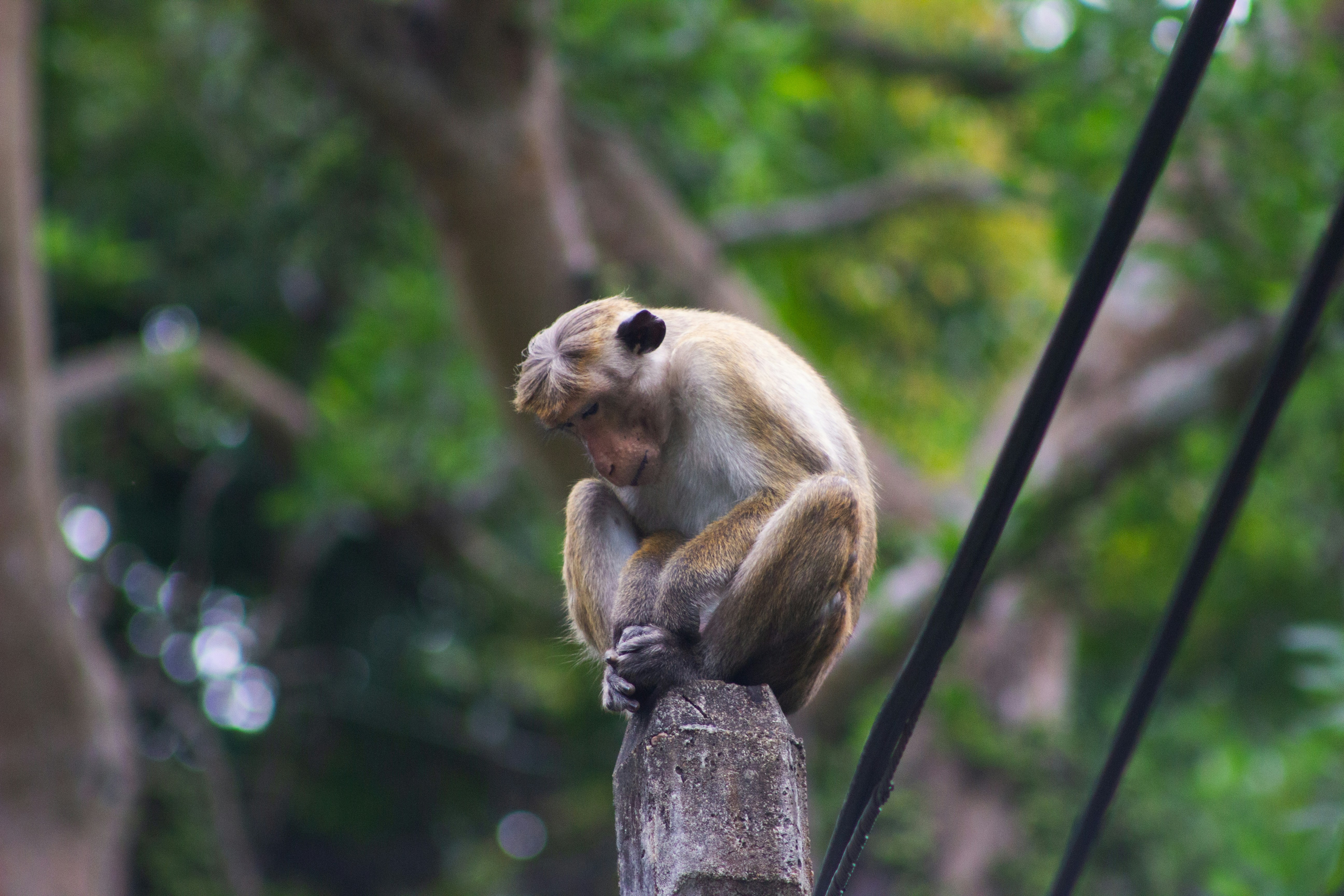 Primed on a wooden perch, a curious macaque overlooks the canopy