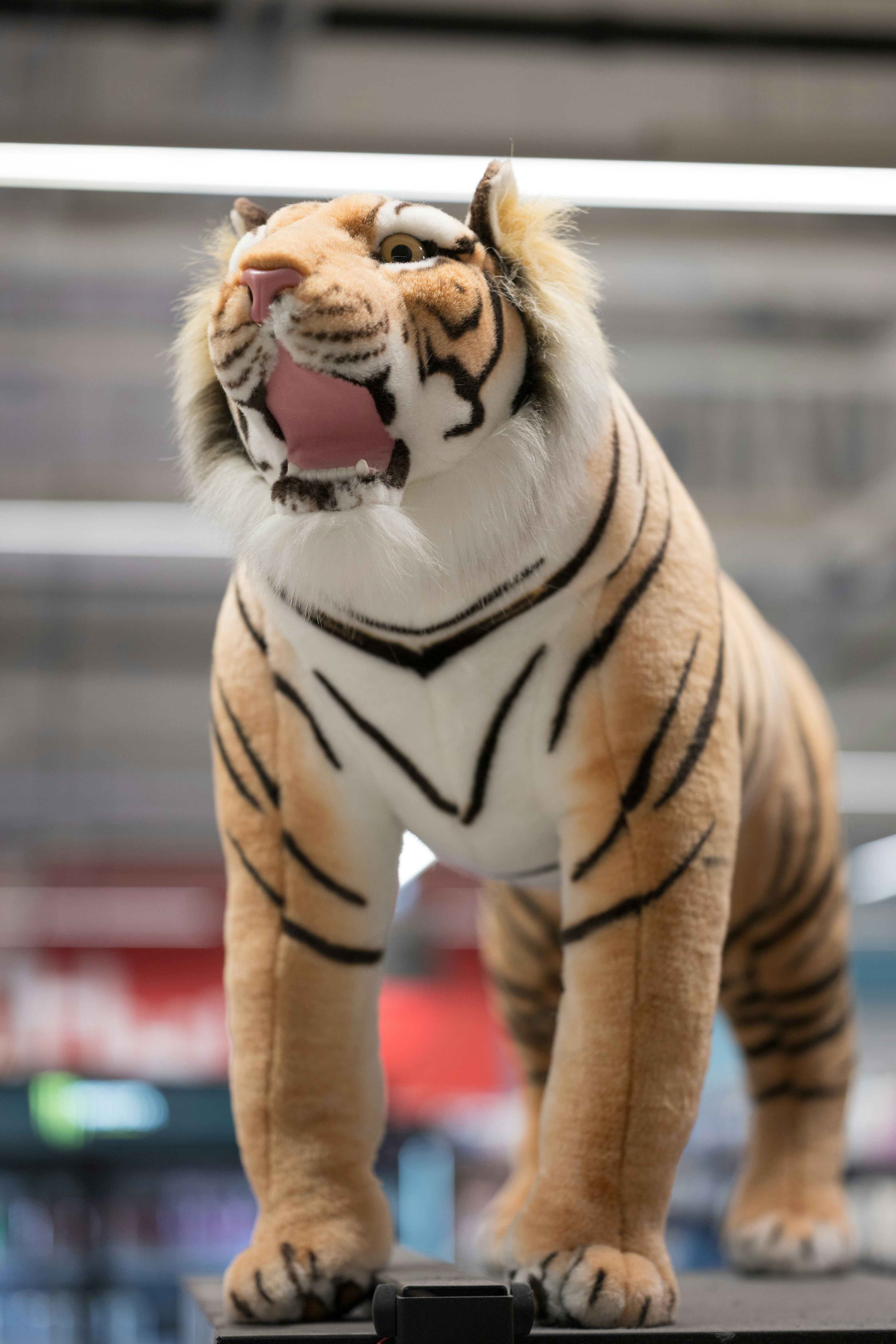 Roaring Tiger on Display: A Plush Predator Stares Down the Arena