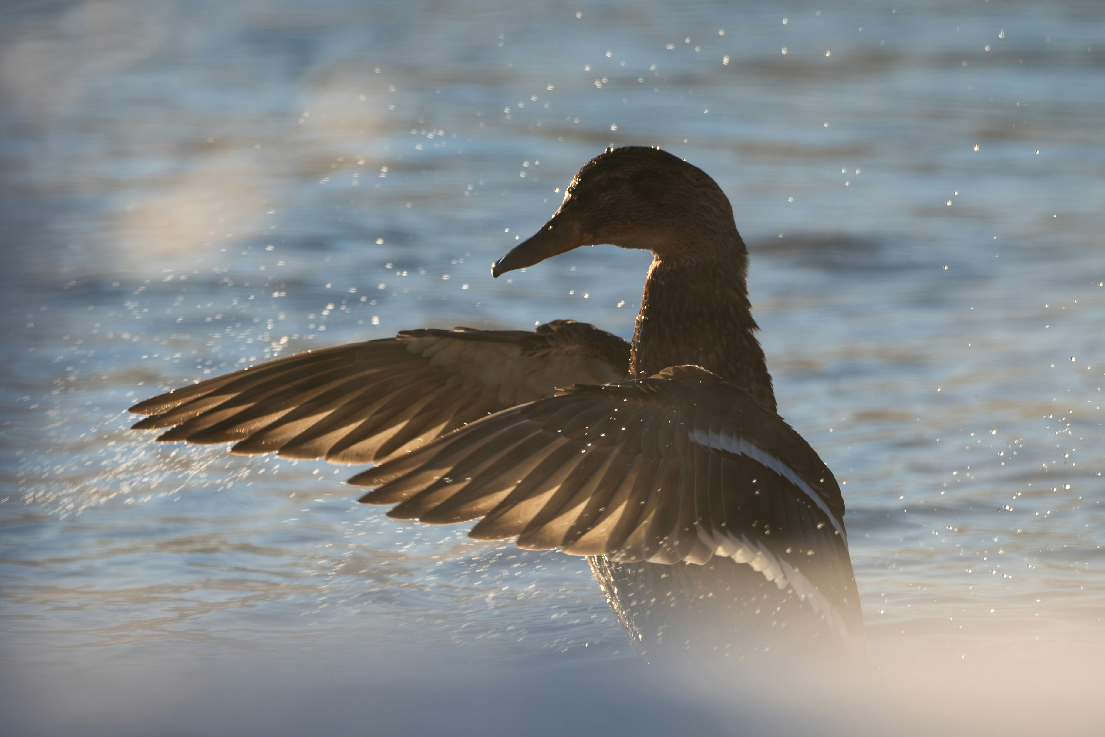 Backlit Burst: A Duck in Motion Over Choppy Water