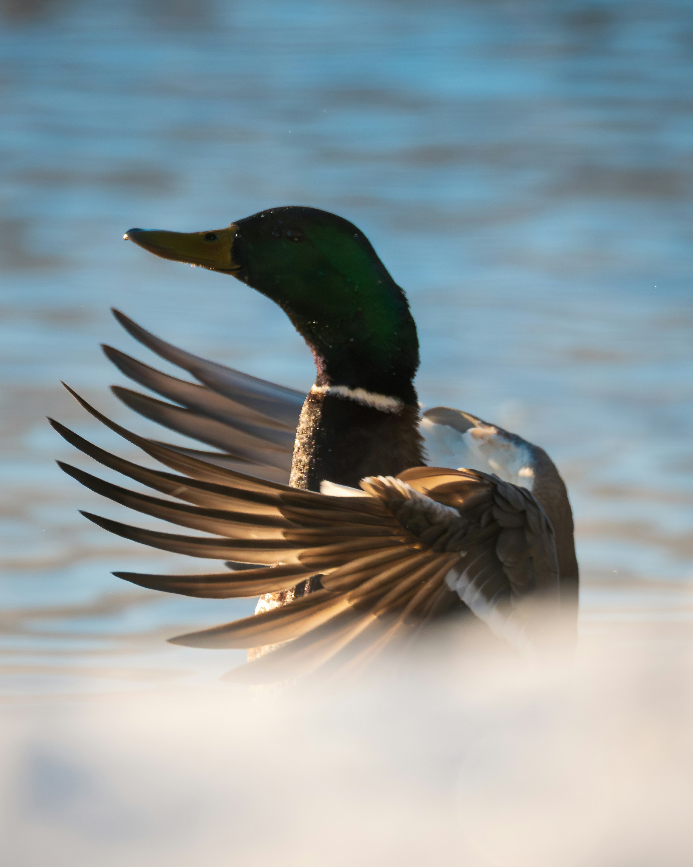 Green-Headed Duck in a Wave-Washed Moment