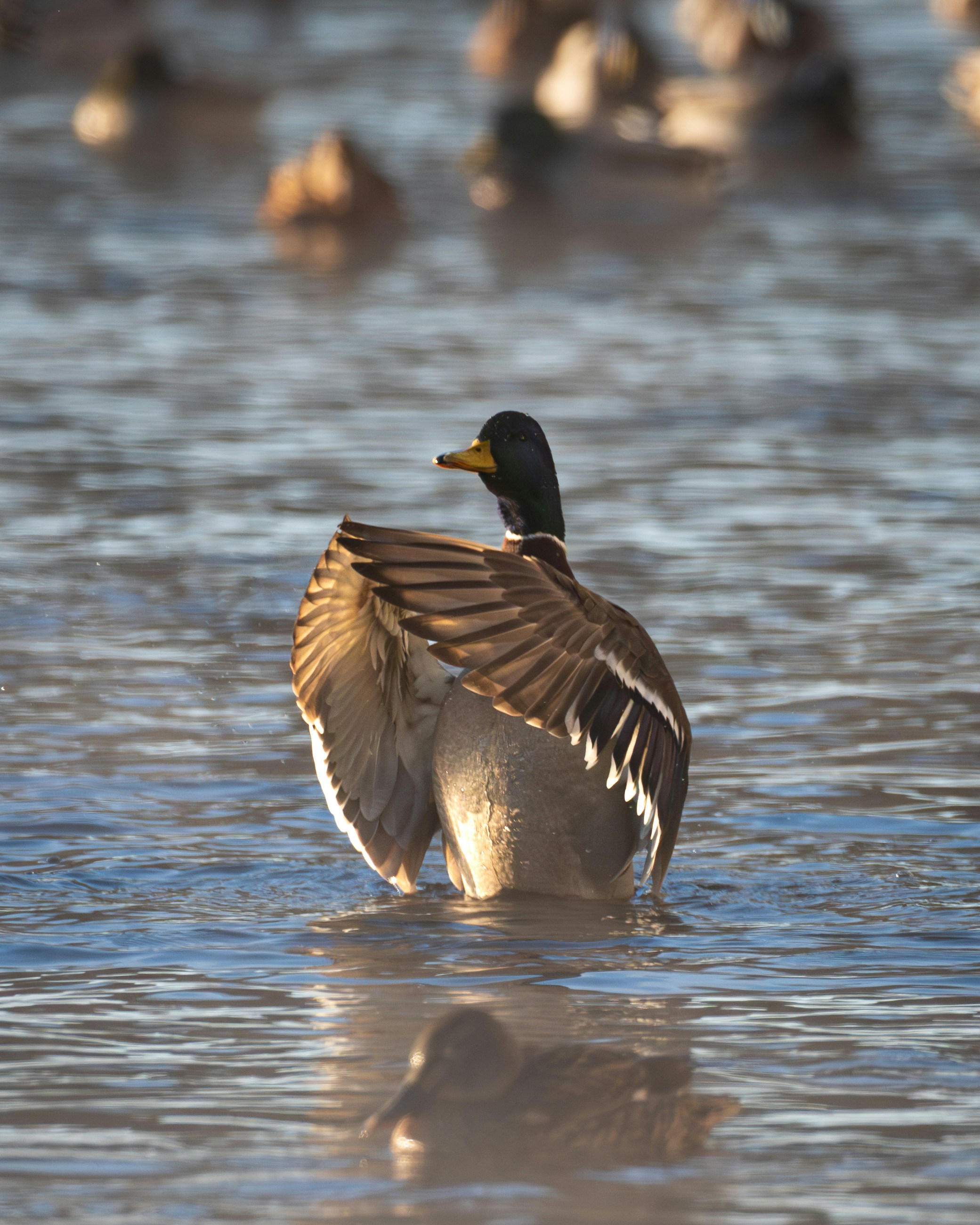 Winged Echoes: A Mallard Rises from a Quiet Morning Pond