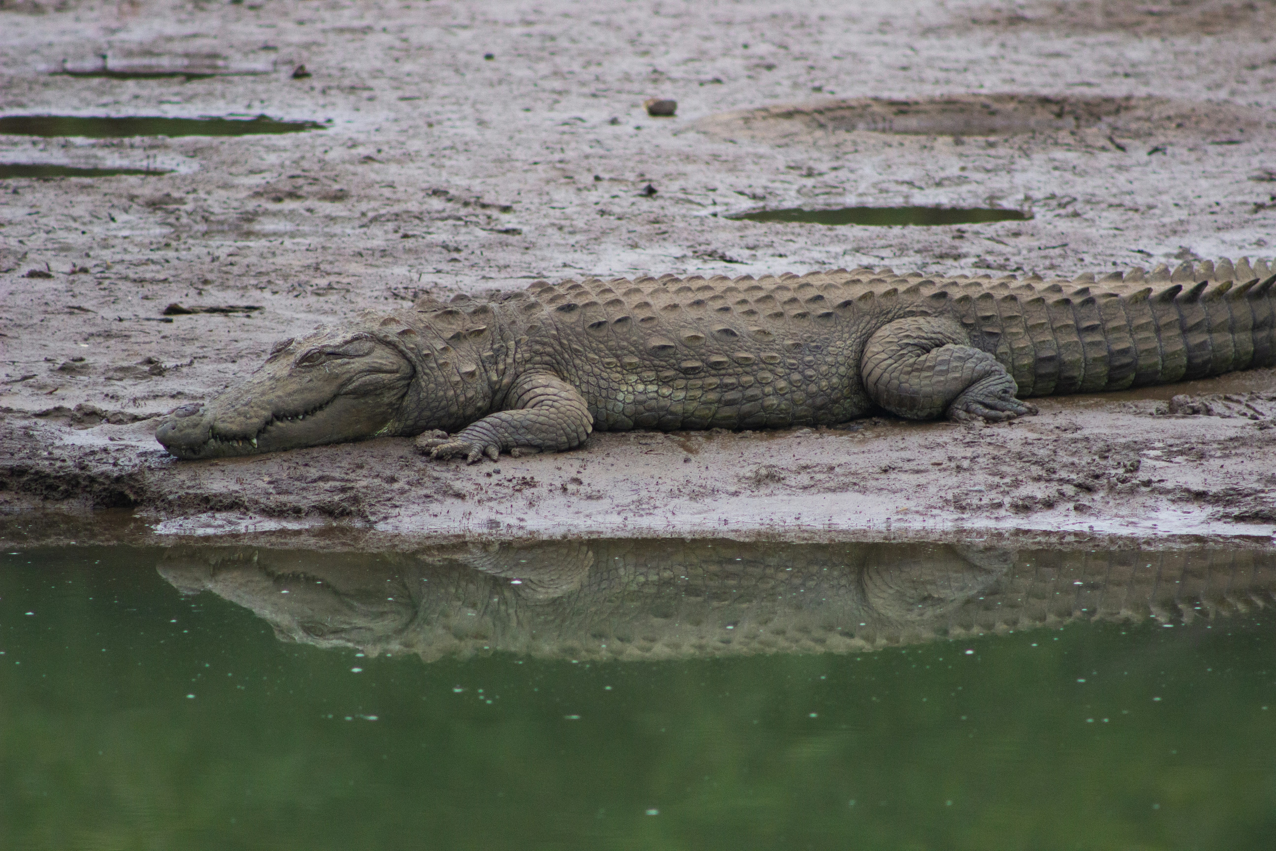 Alligator Rest Amid Muddy Banks and Quiet Reflection
