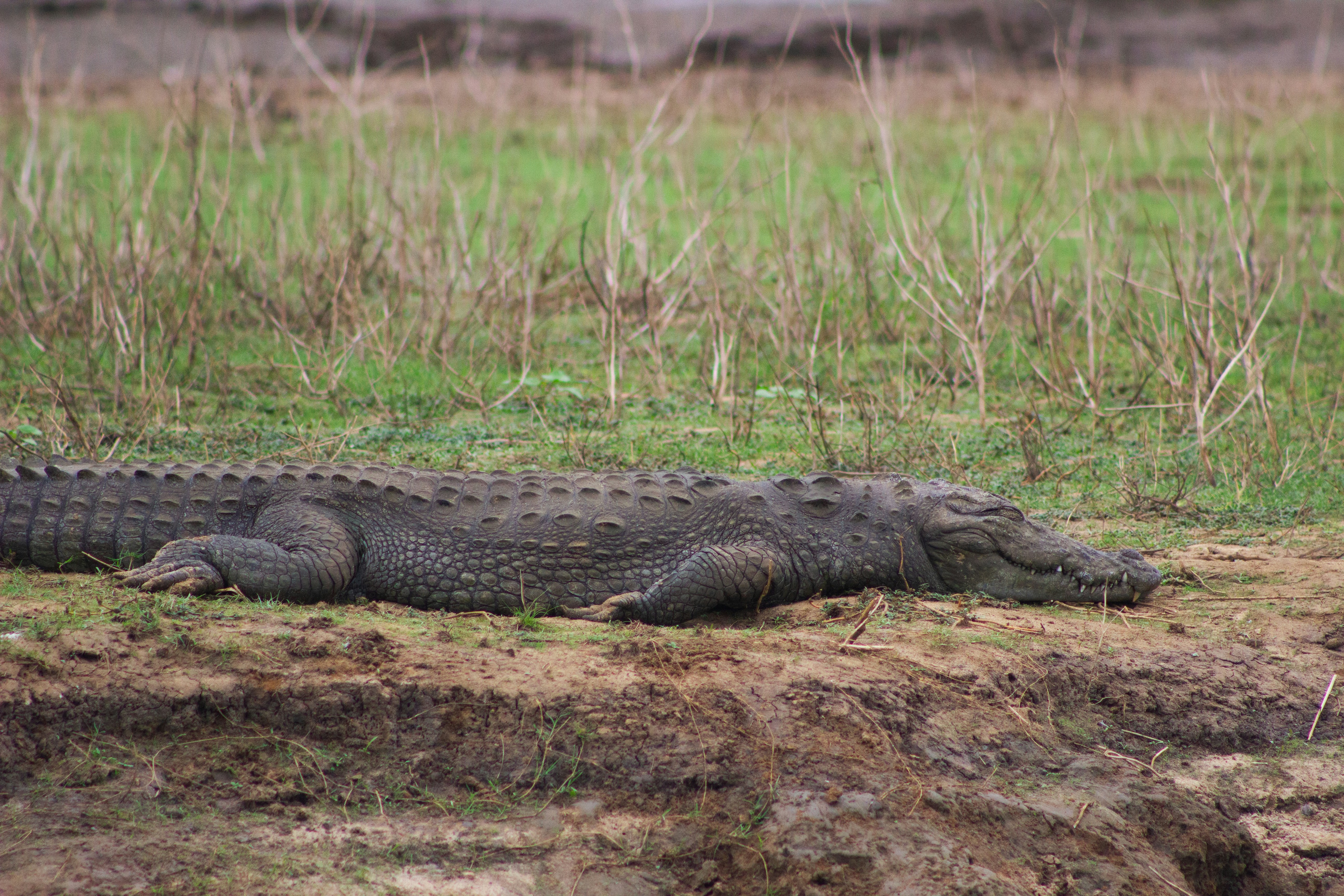 Lay Low: a crocodile retreats into the muddy riverbank