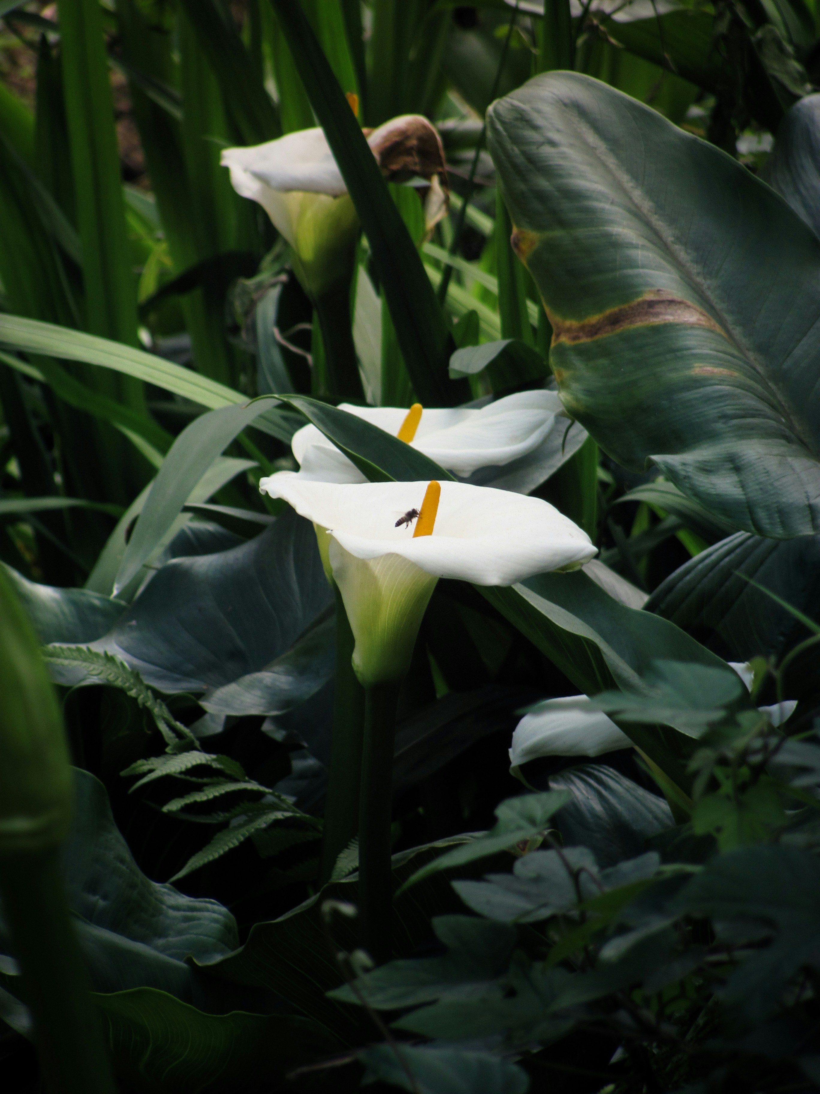 White calla lilies bloom among lush green foliage.