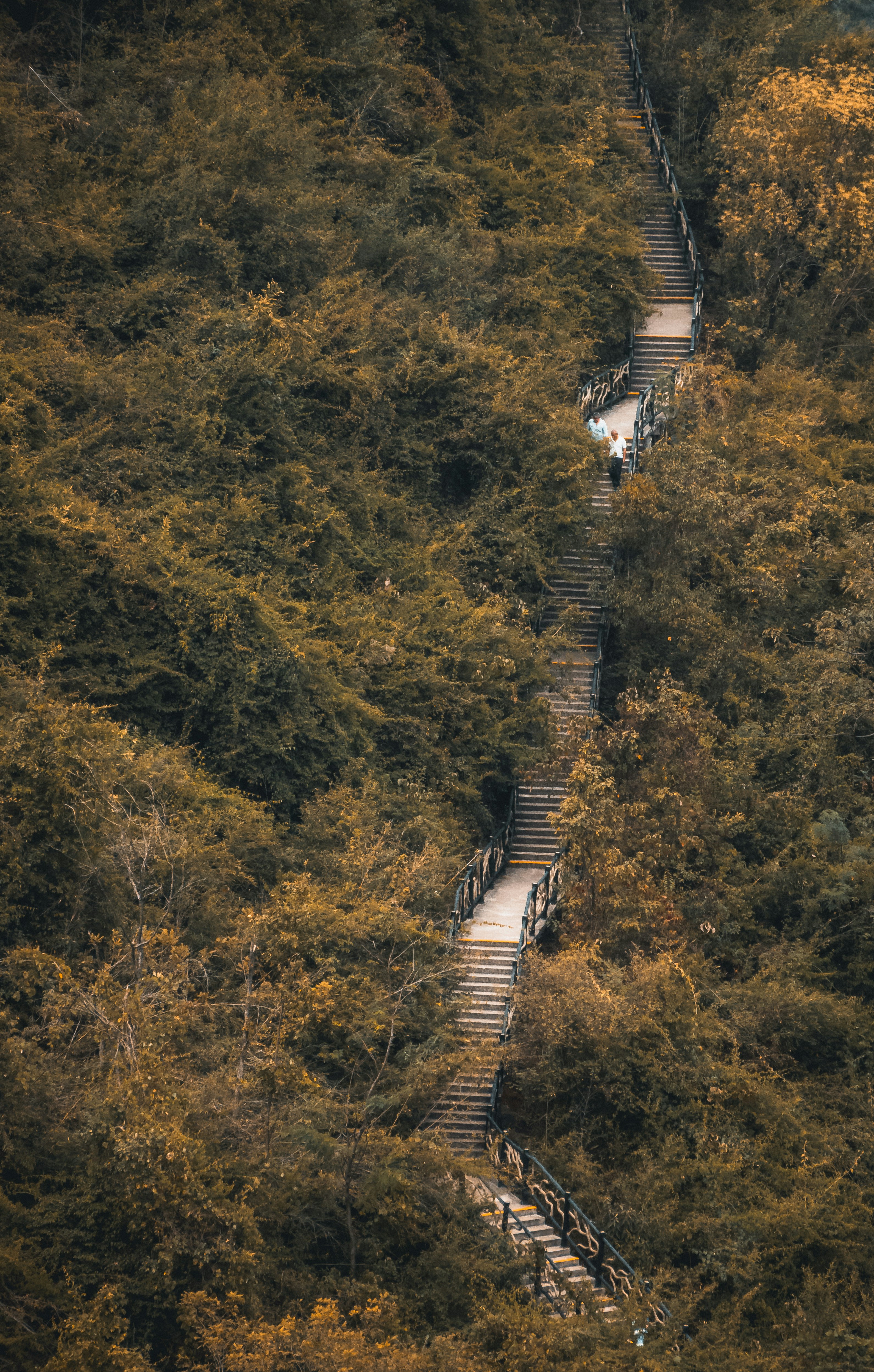 Staircase Through Autumn Wood: A Serpentine Ascent