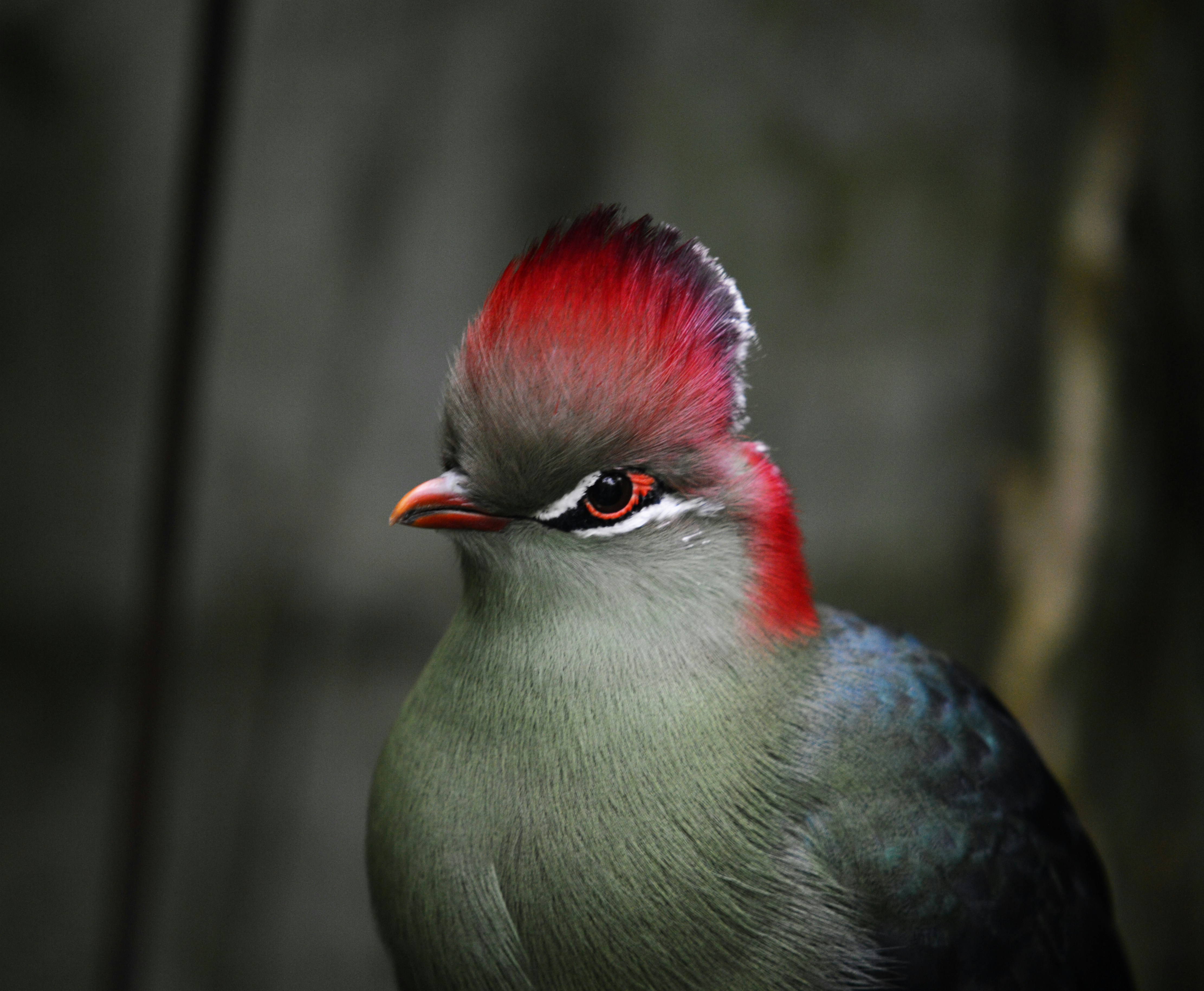 Red-Crested Finch: Close-Up of a Vibrant Crested Bird