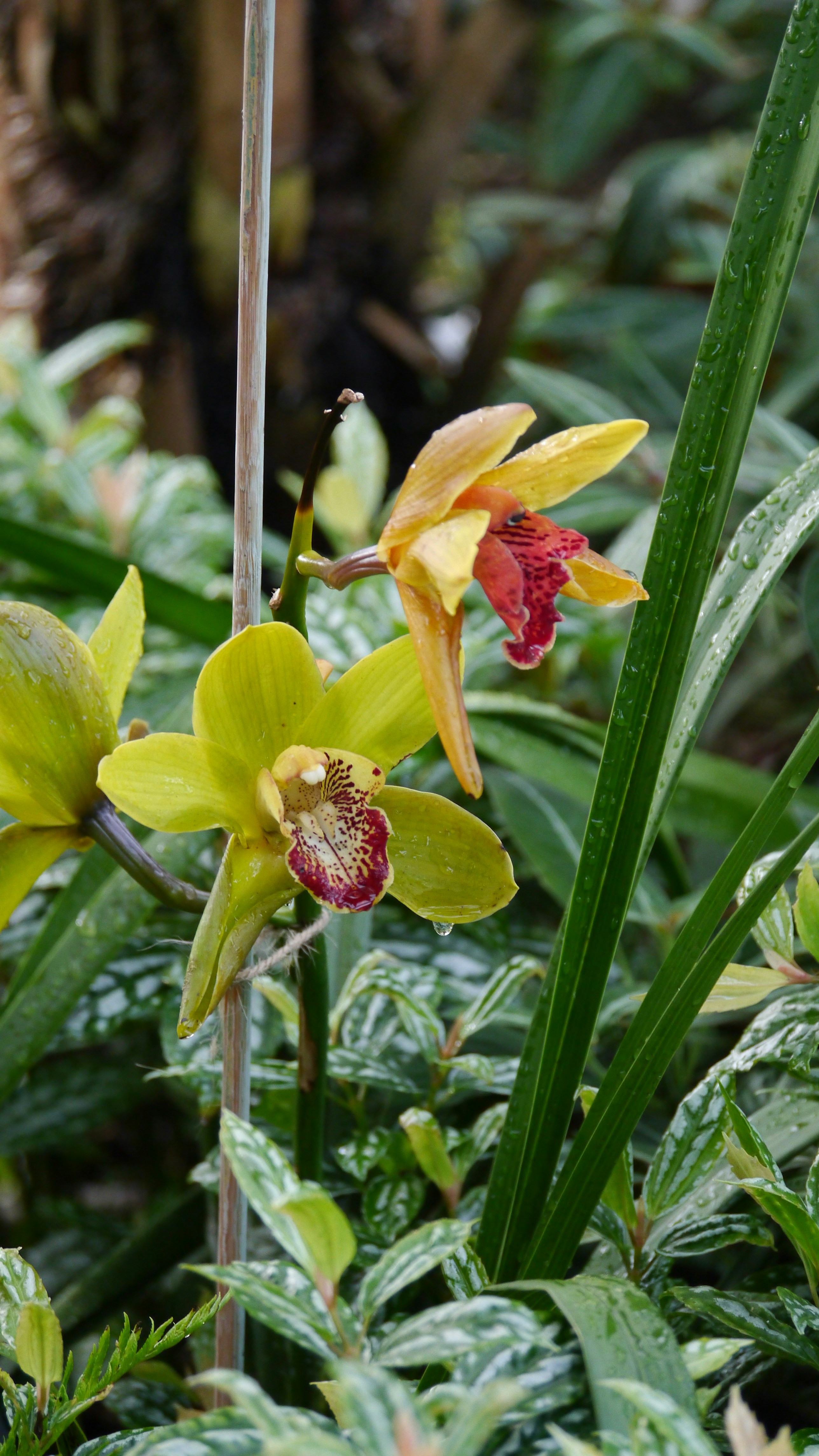 Yellow orchid in a lush garden frame with dew-kissed leaves