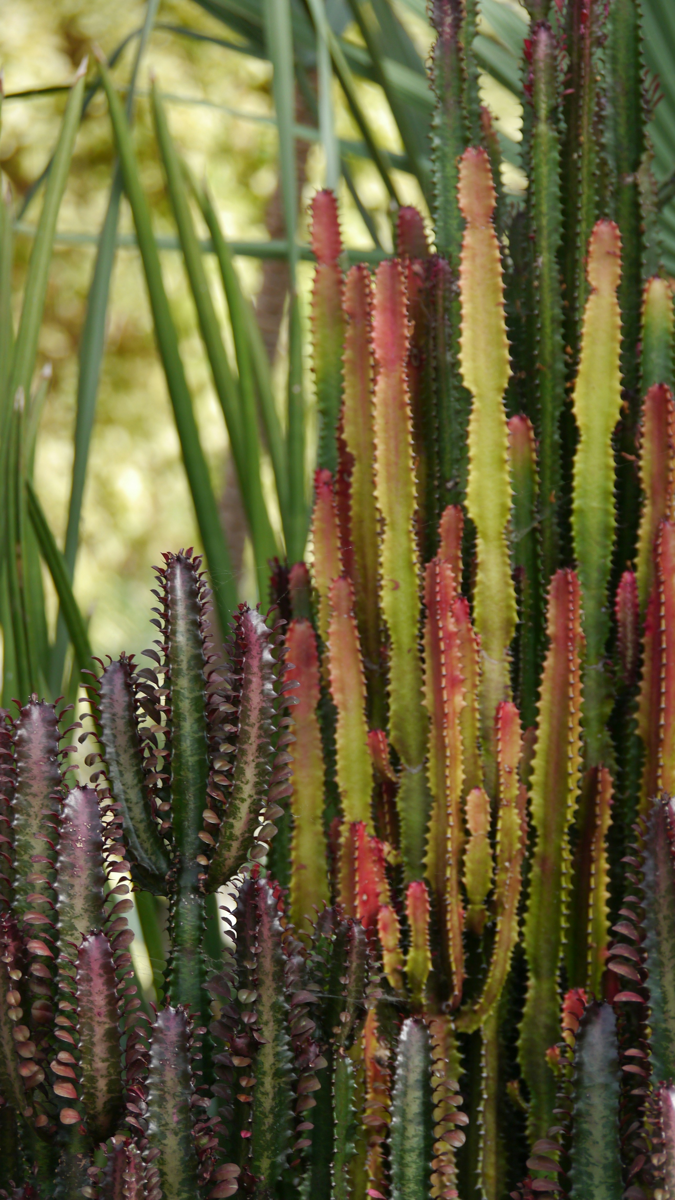 Vivid Succulent Columns: a tapestry of RGB-tipped spires
