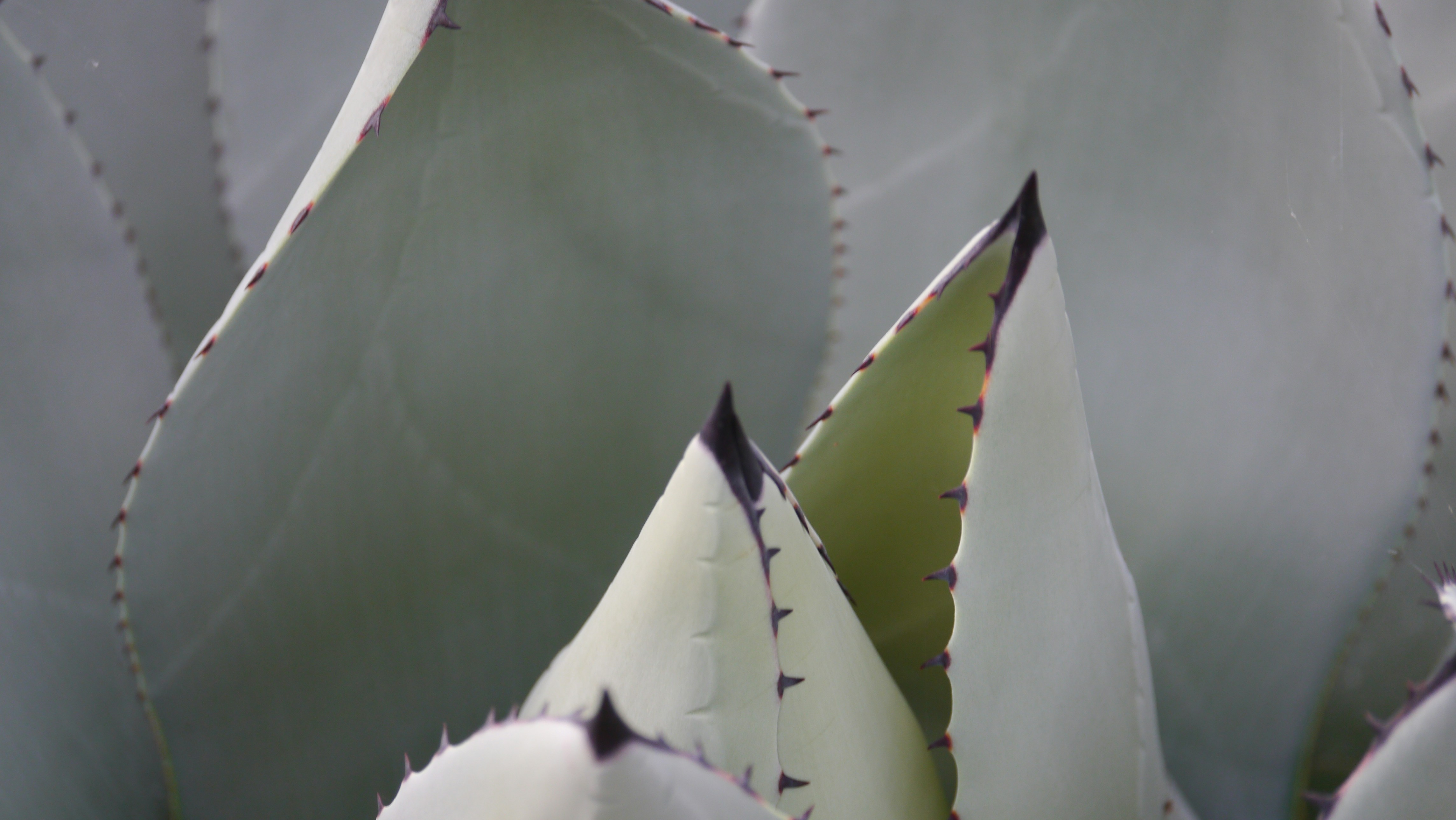 Succulent Edges: A Macro Study of Spined Leaves