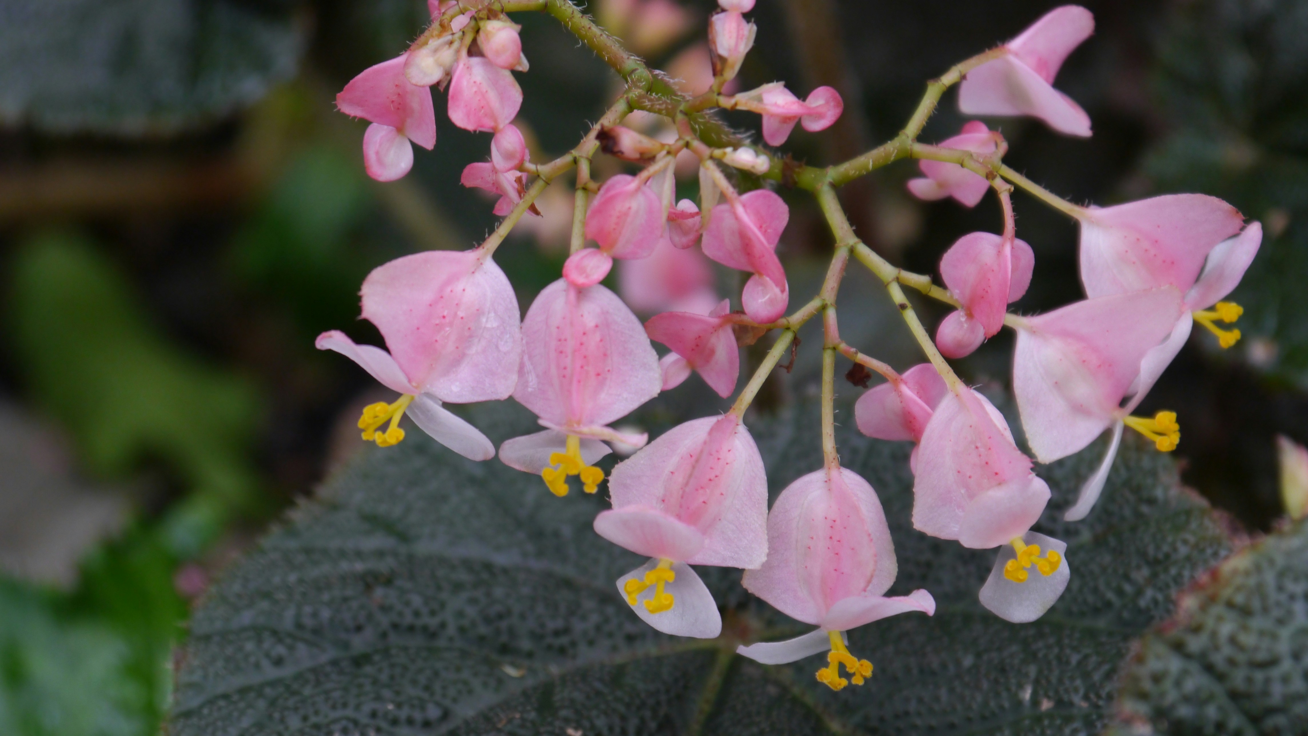 Pink cluster of tender blossoms cascade over dark foliage