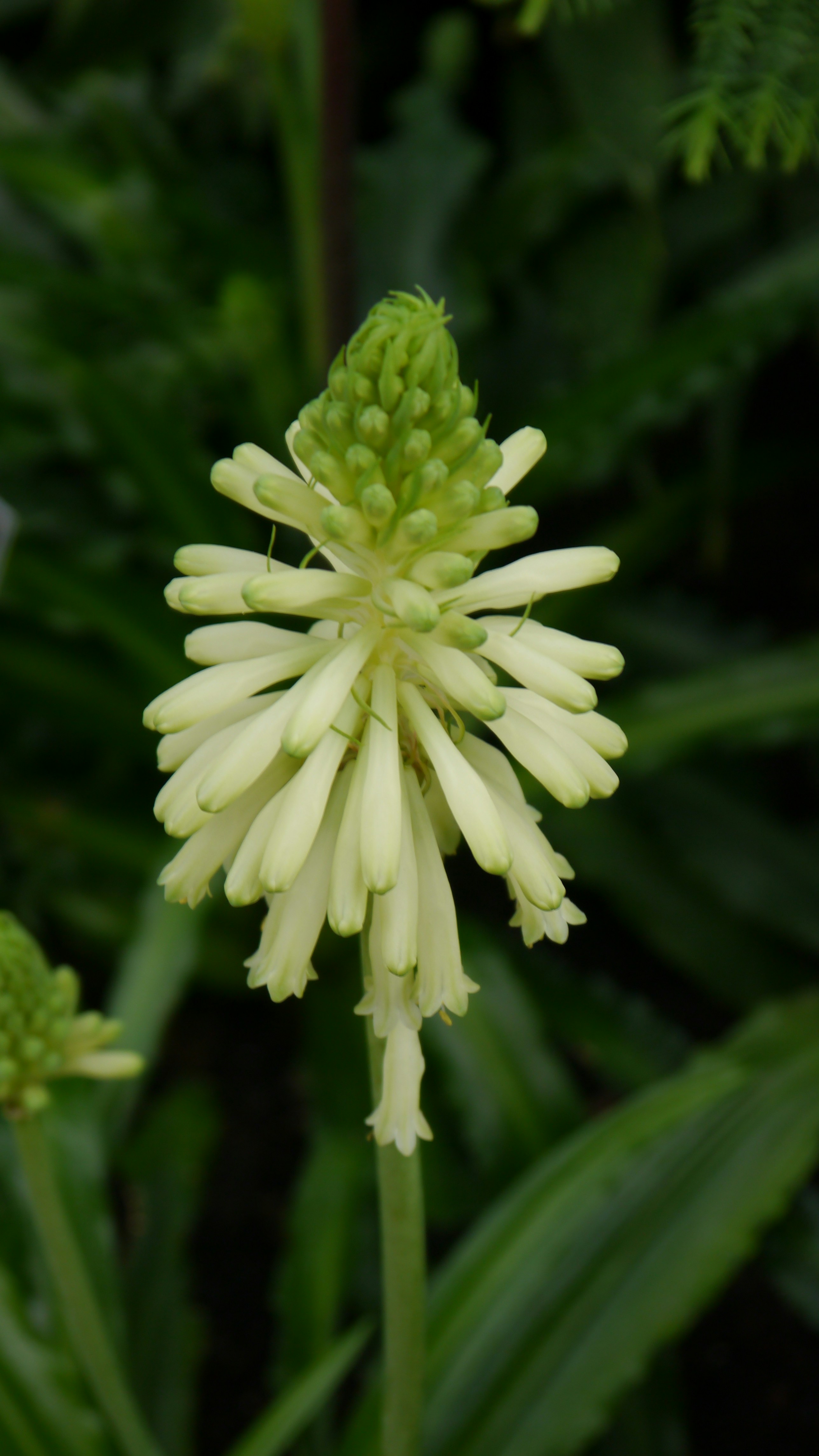 Pale Cream Lobed Bloom Standing Tall Amid Dark Foliage