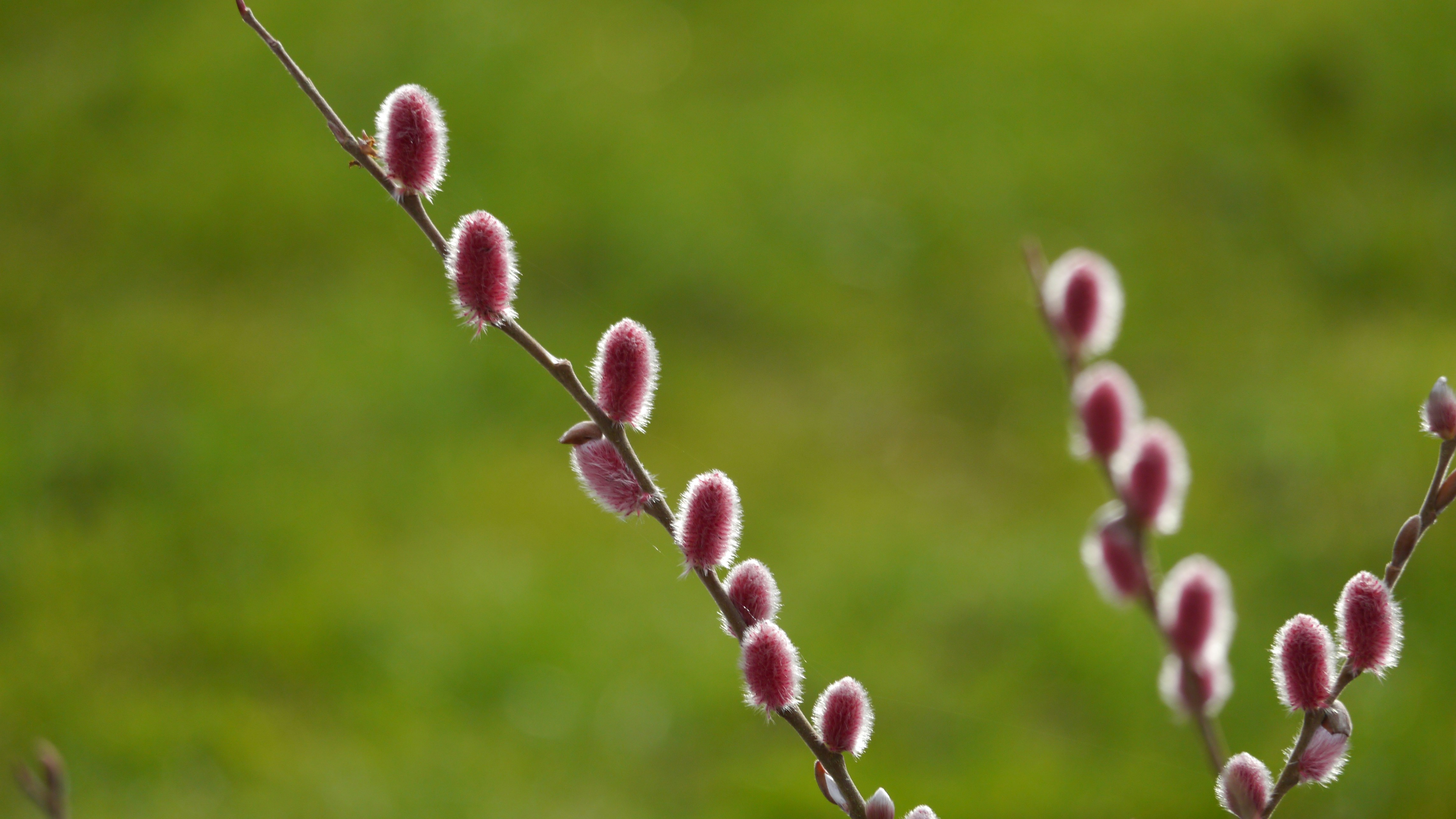 Velvet Catkins on a Spring Breeze