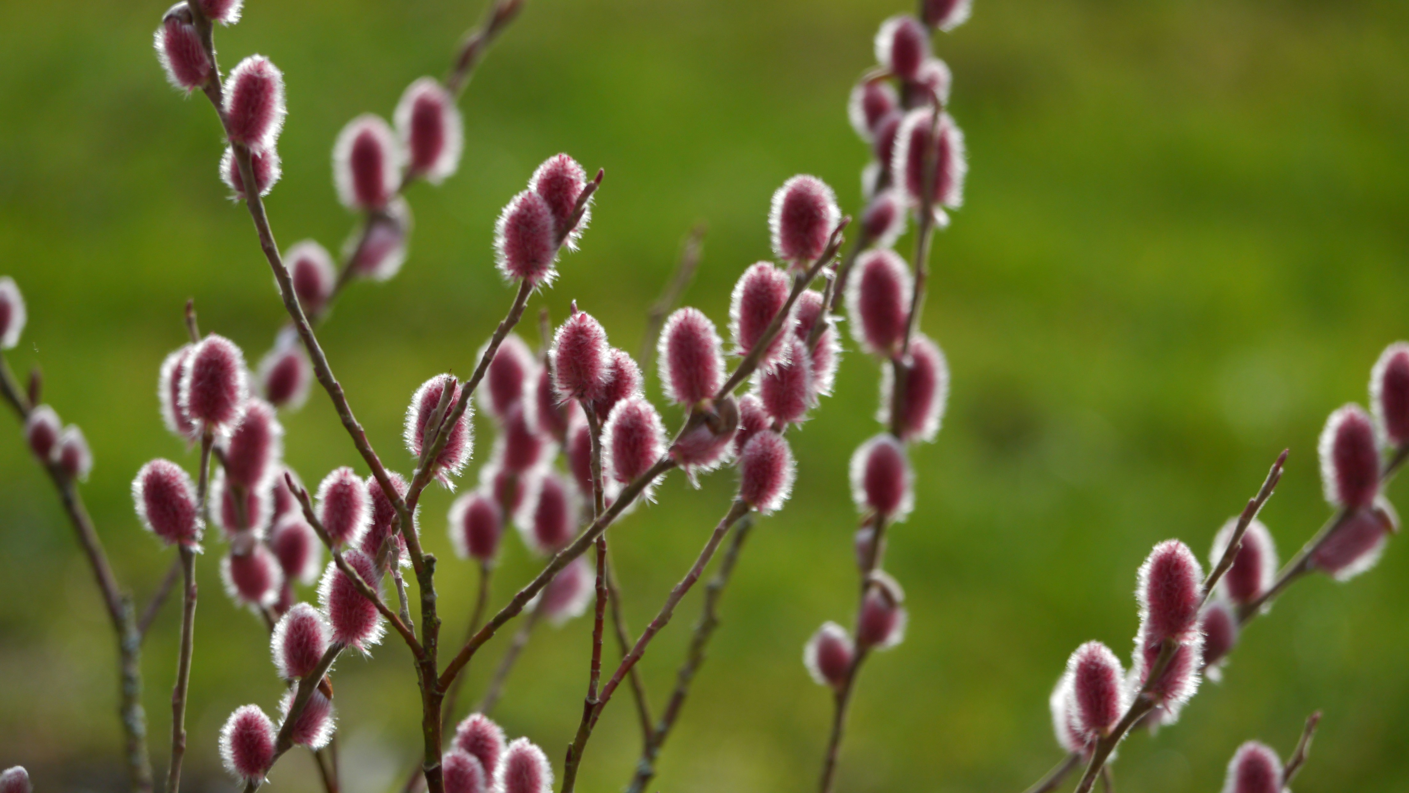 Catkin Flowers in Focus: Velvet Buds Against a Soft Green Backdrop