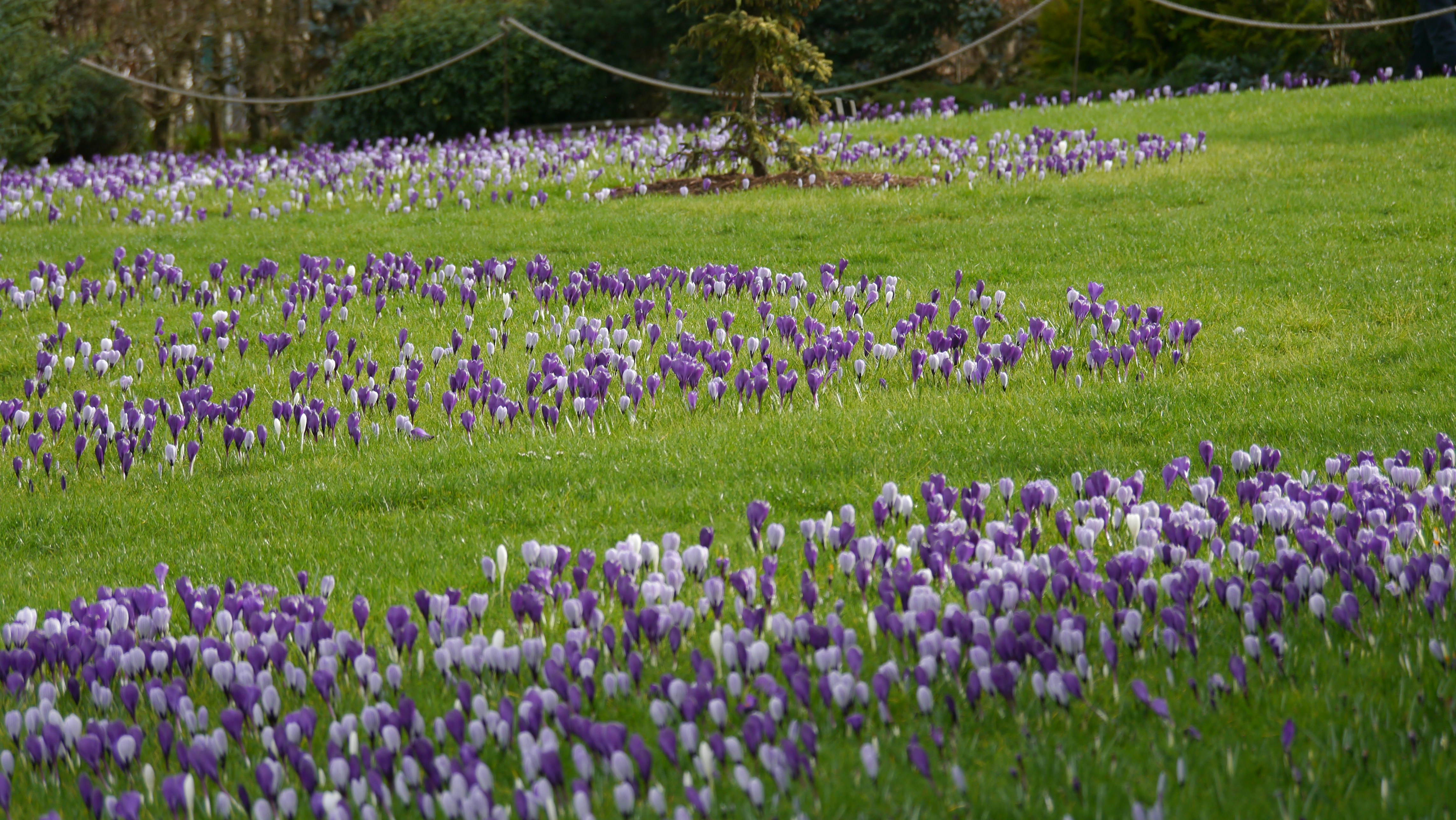 Purple crocus carpet under a spring hillside with strings of wire in the background