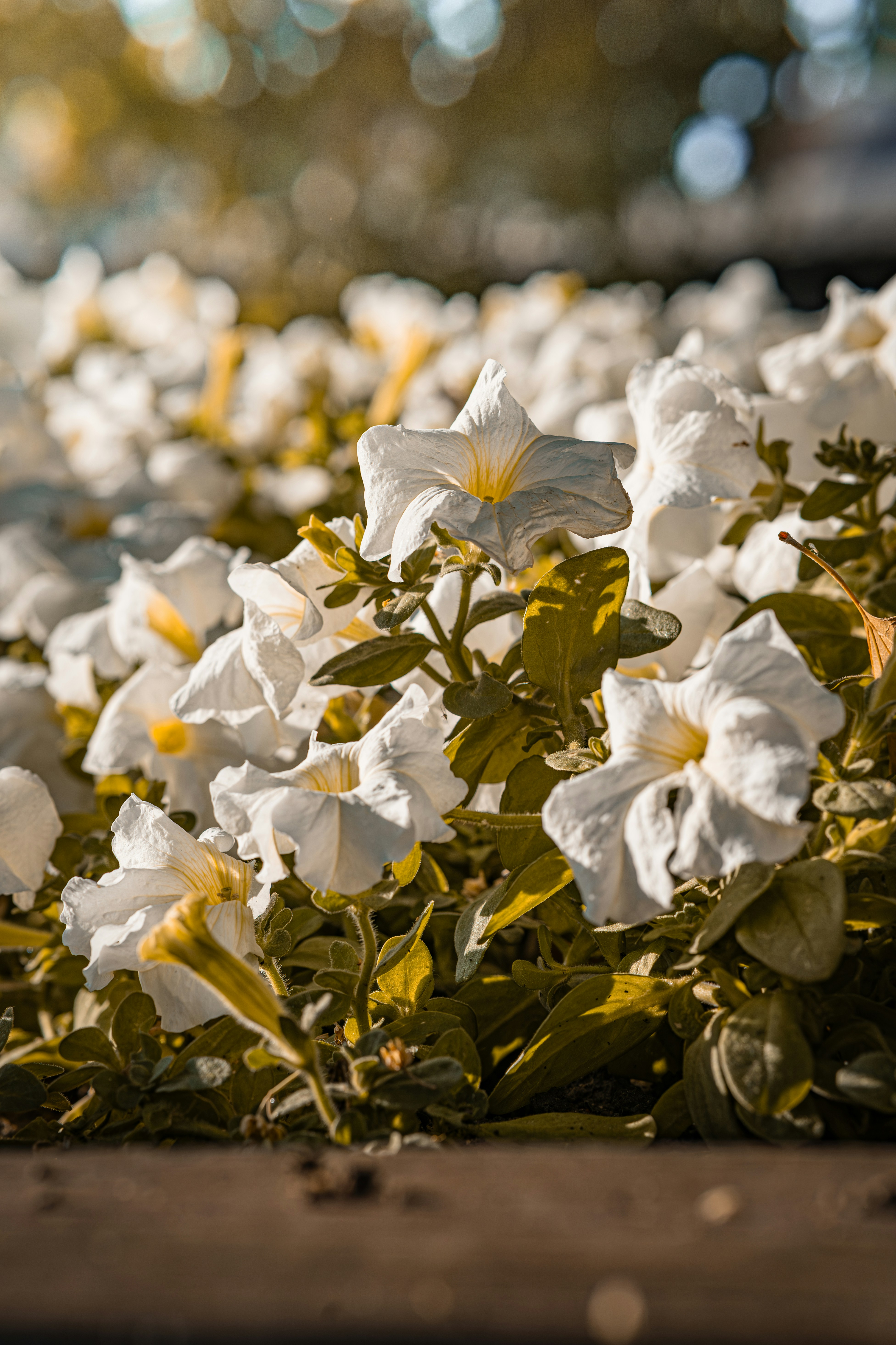 Petaled Spotlight: White Flowers Bathed in Autumn Light