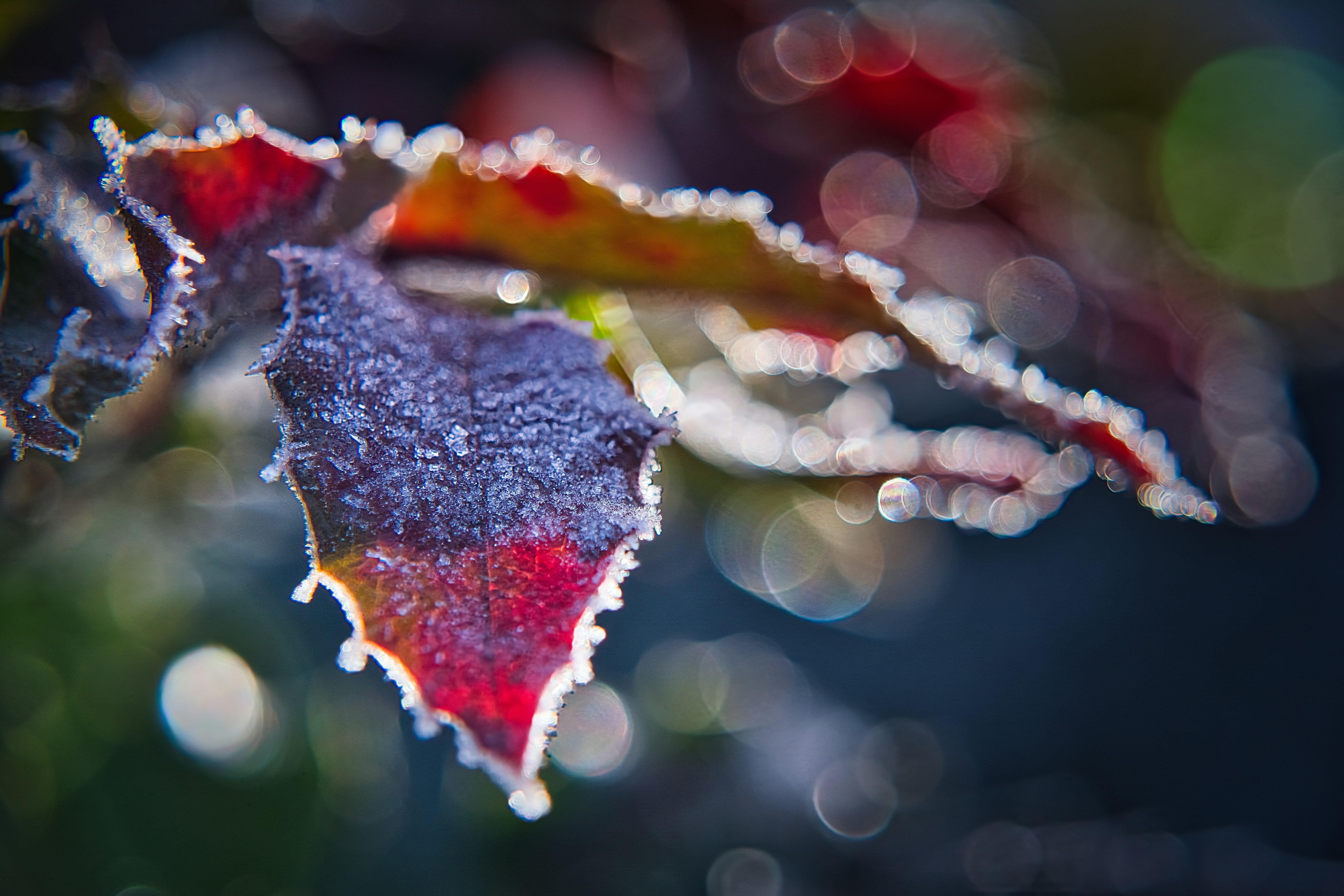Frosted Edge: a leaf in sharp focus against a dreamy bokeh backdrop