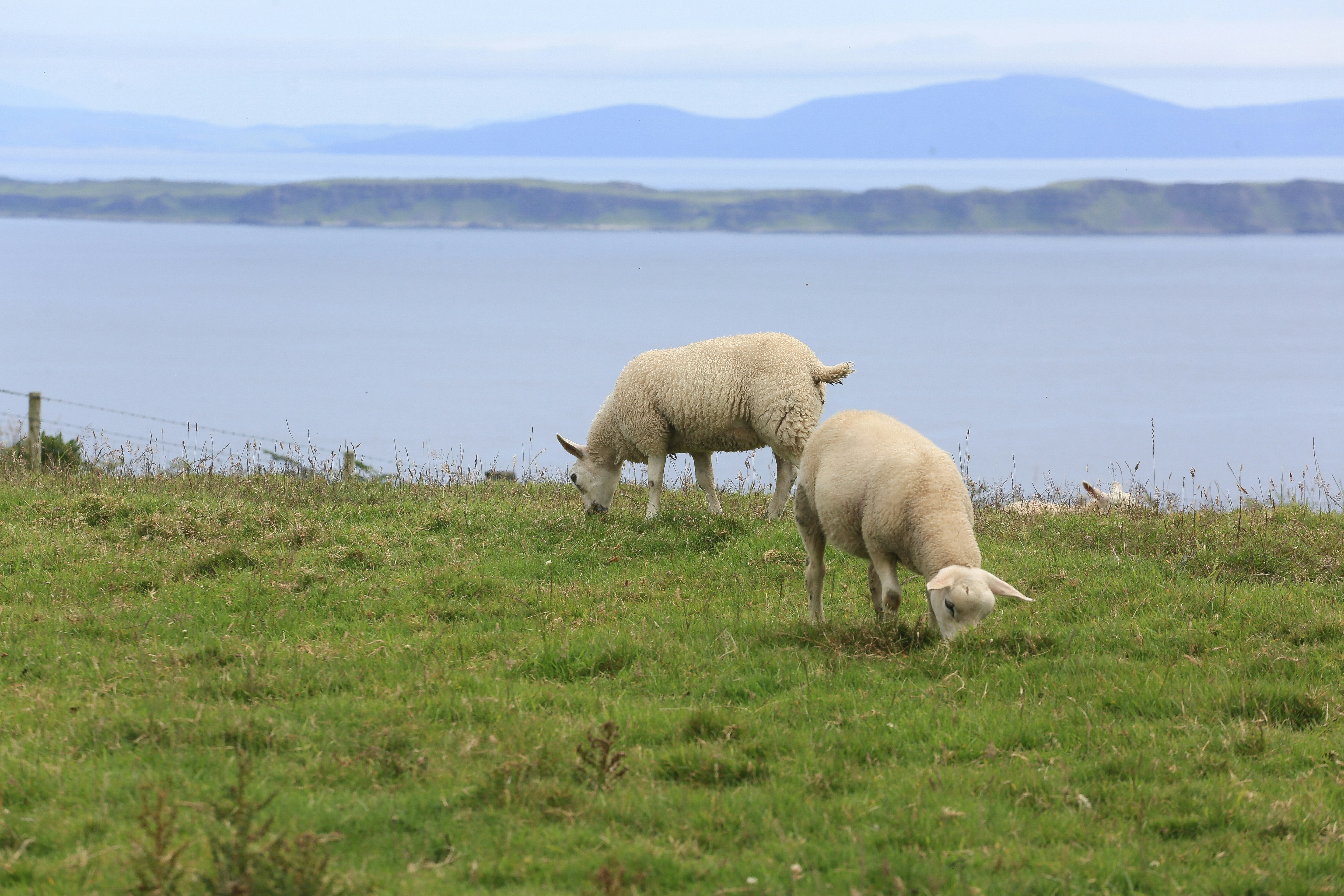 Pasture Portrait: Sheep Grazing at the Shoreline