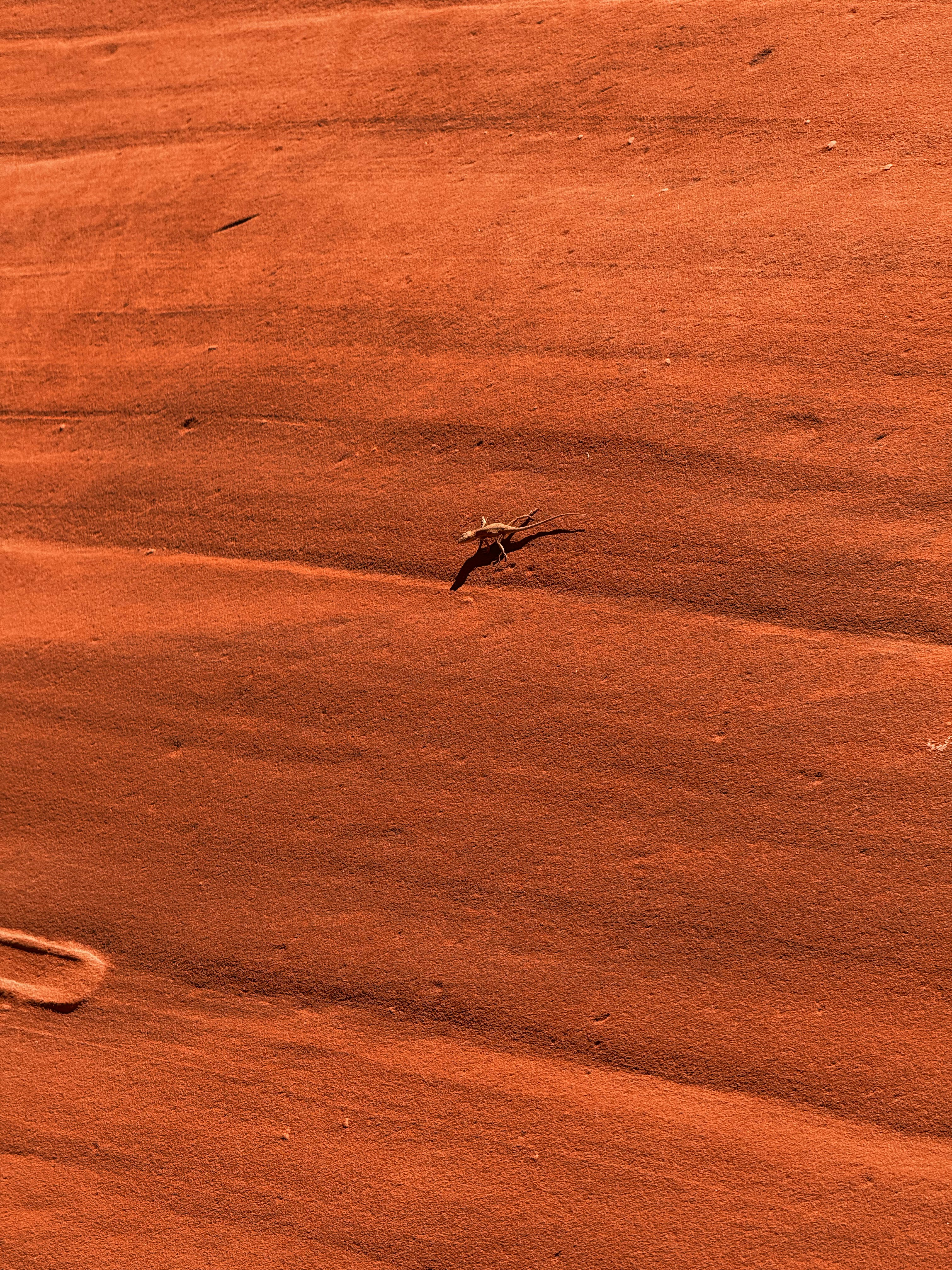 Crimson Dunes: A Lone Figure Against a Wind-Washed Landscape
