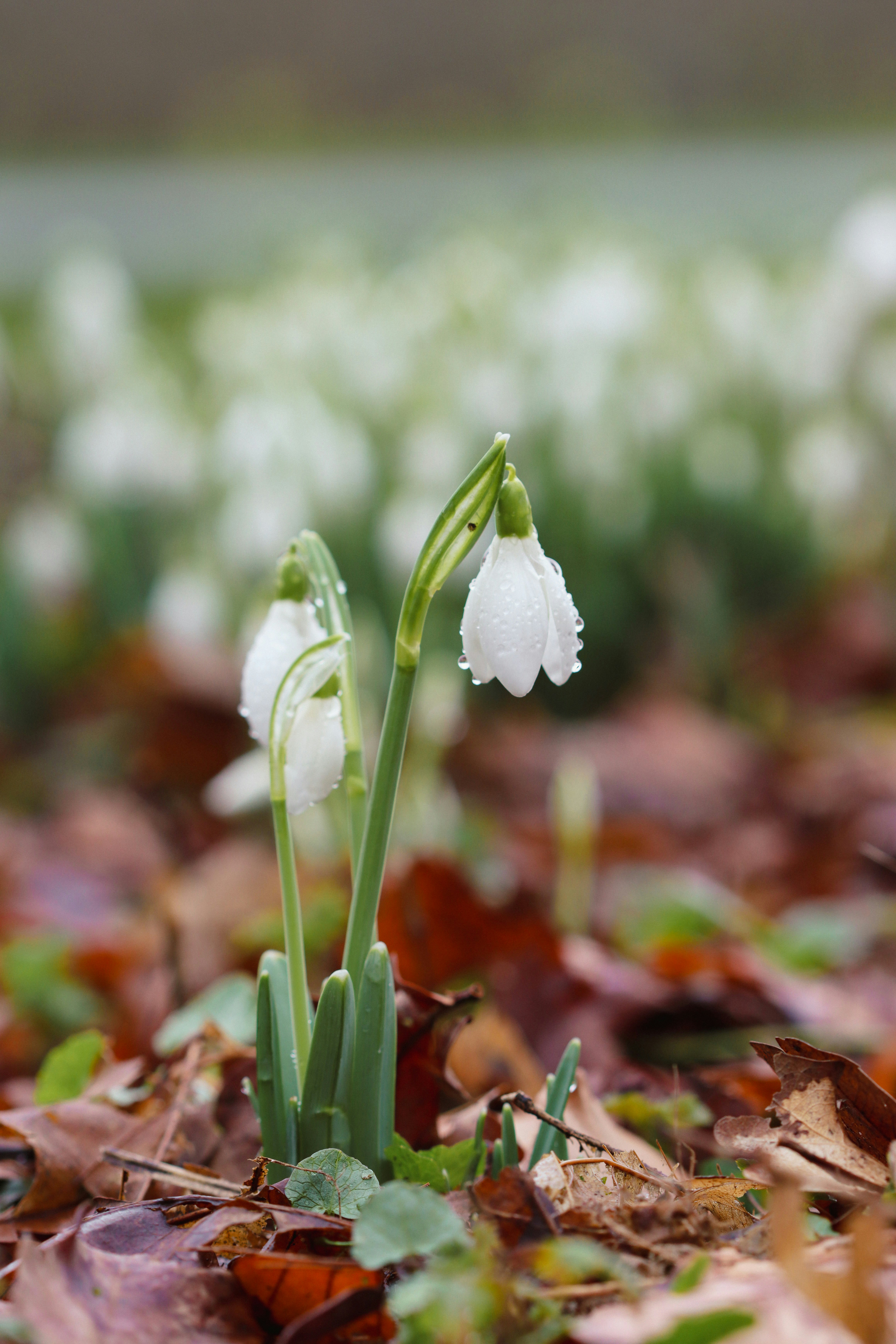 Snowdrop Sentinel: A Lone Bloom Amid Autumn's Remains