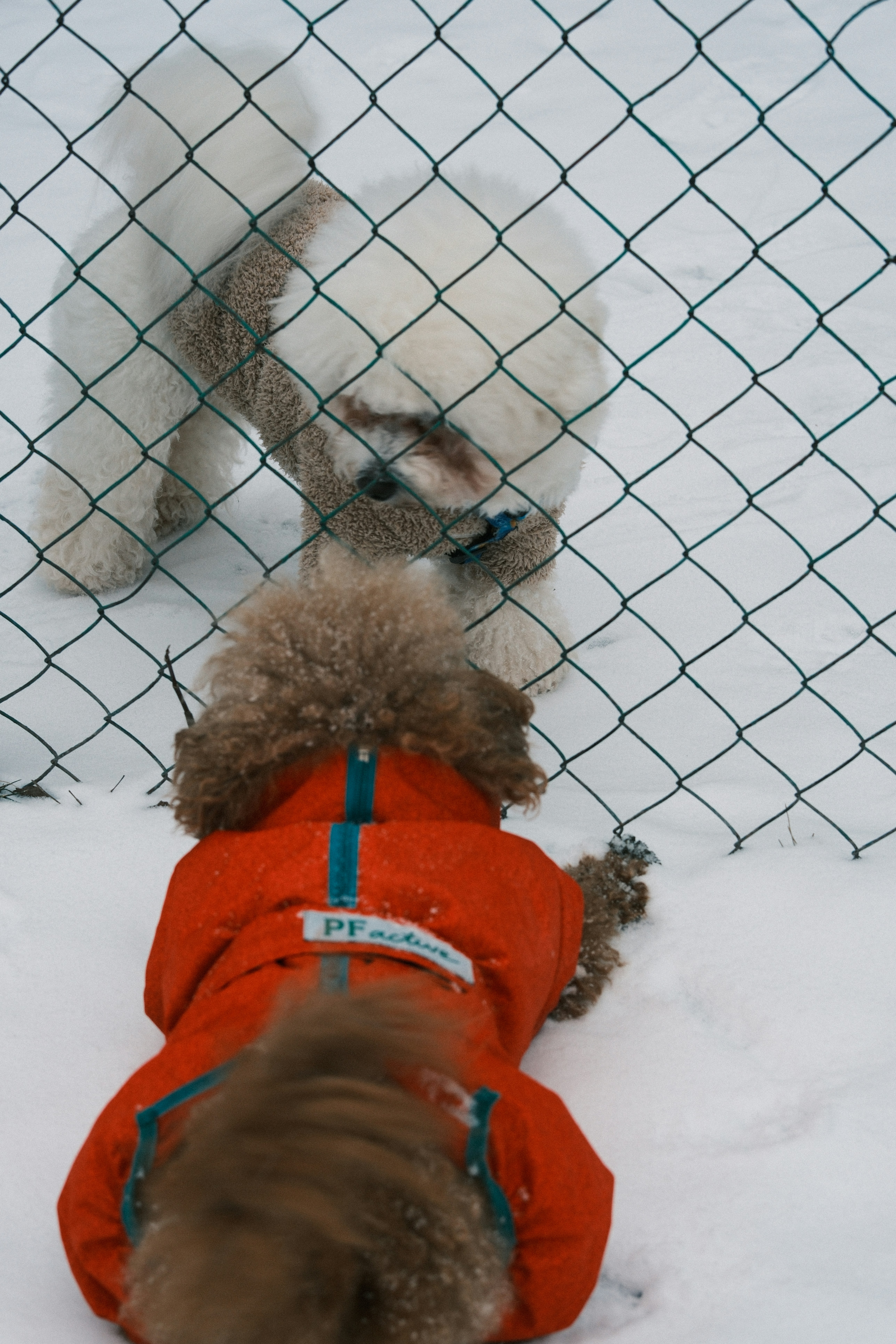 Red Winter Chase: A Dog’s Gaze Through the Mesh