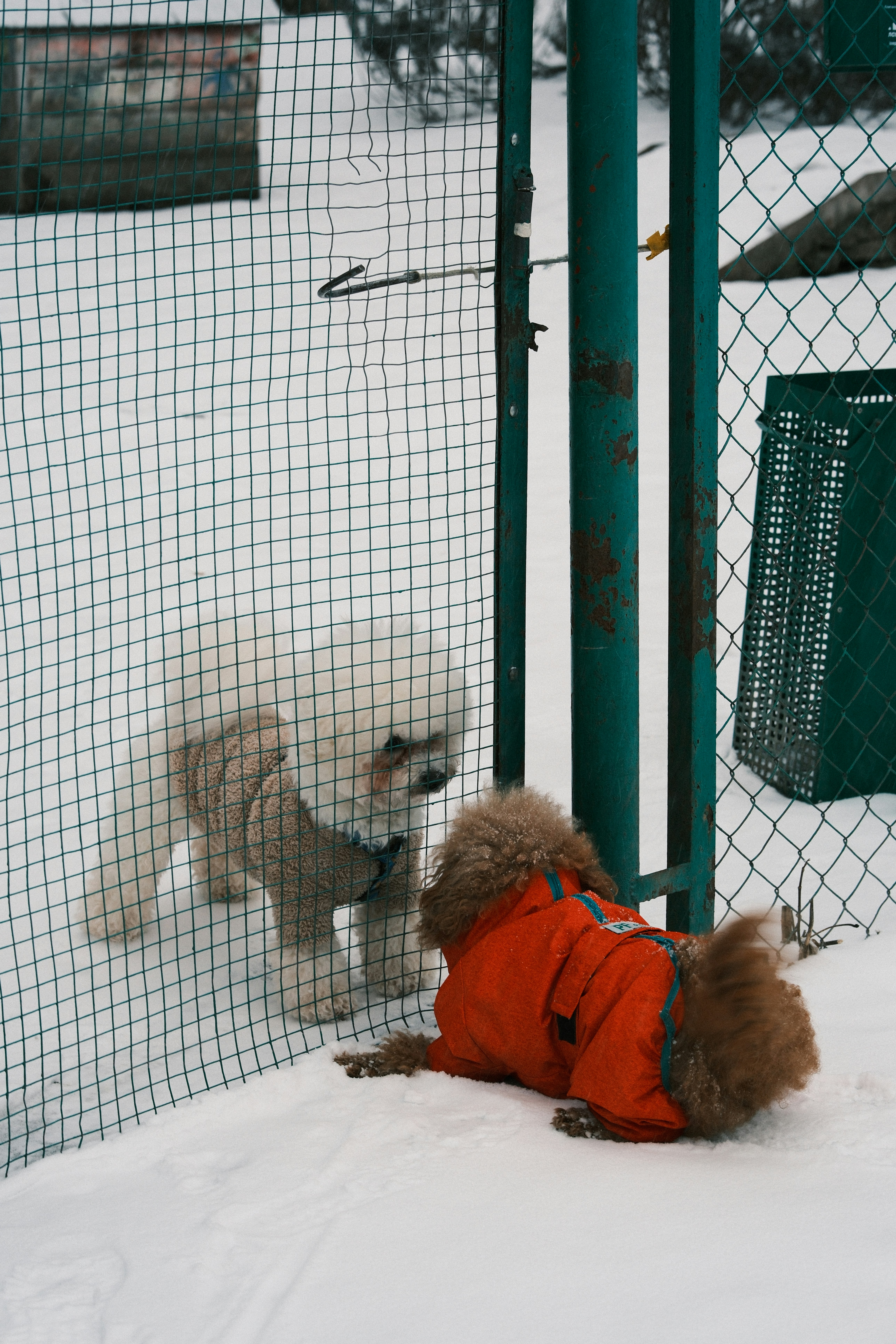 Snowy Playground: Dogs in Orange Parka Tug of War at the Fence