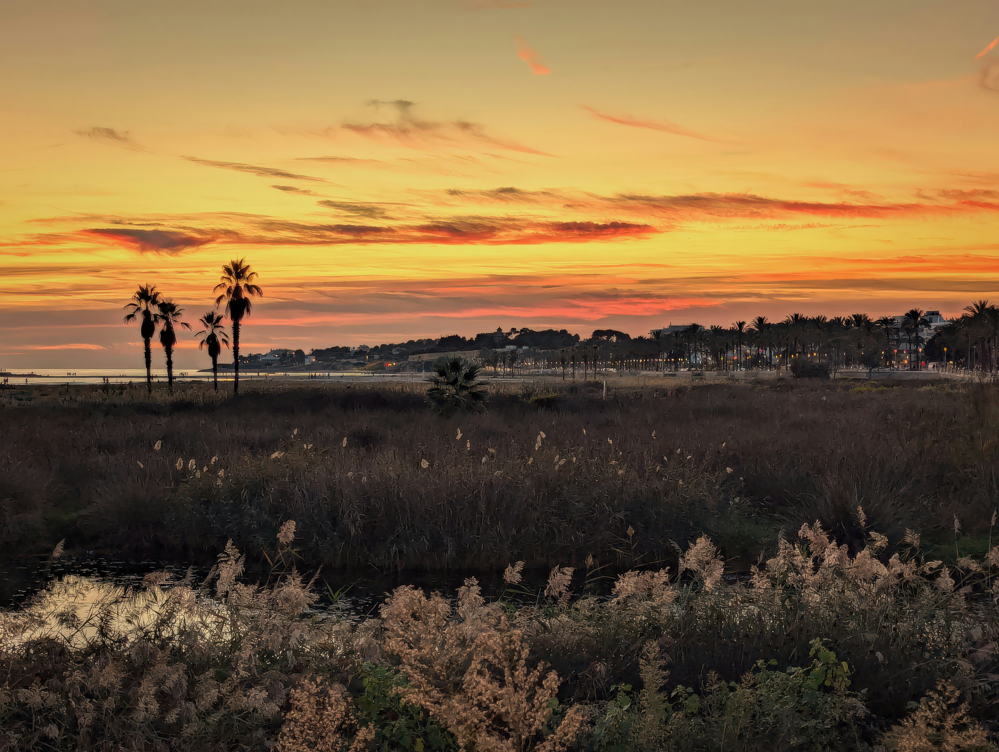 Sunset Edge: Silhouetted palms and coastal marsh at golden hour