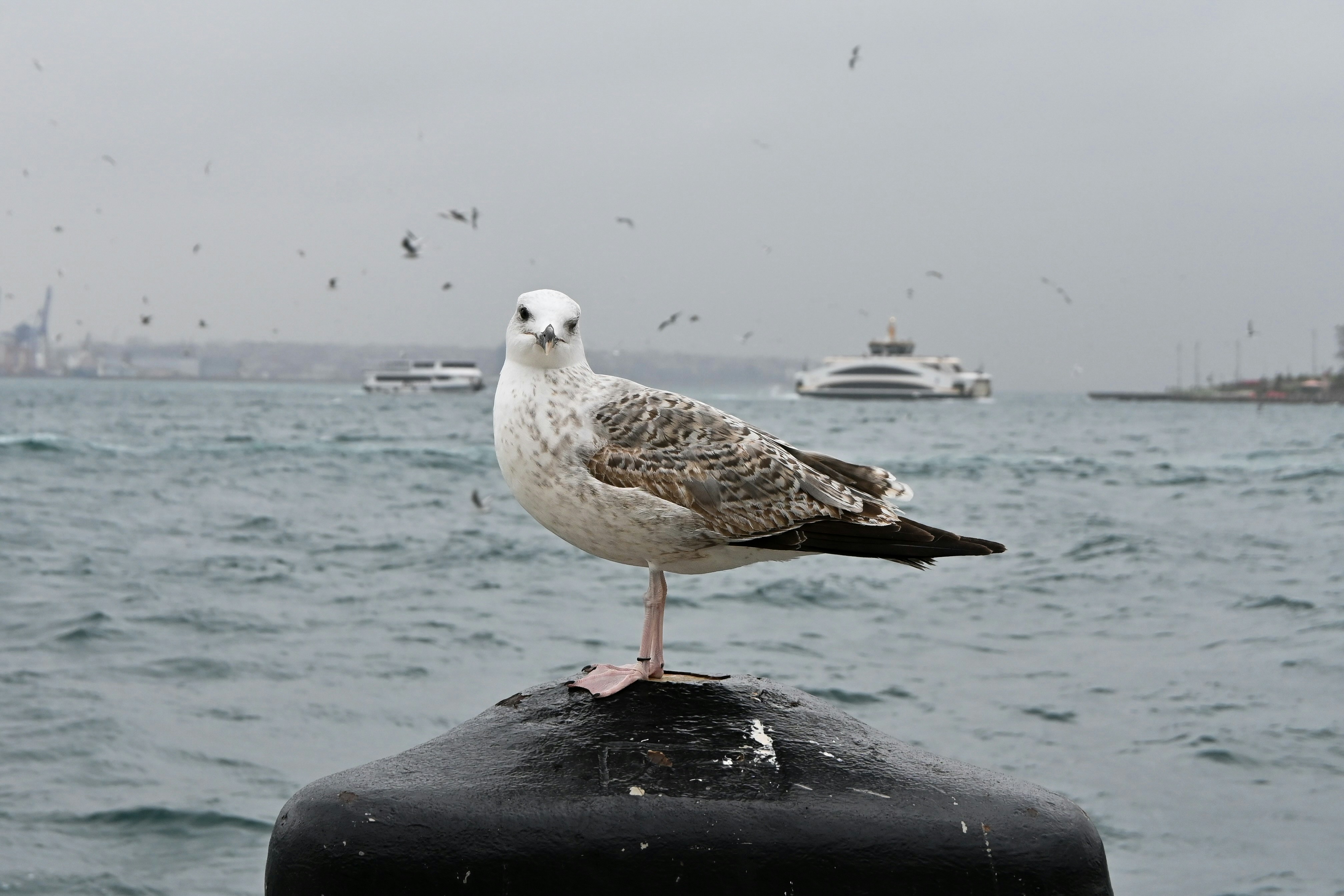 Seagull Sentinel at the Pier