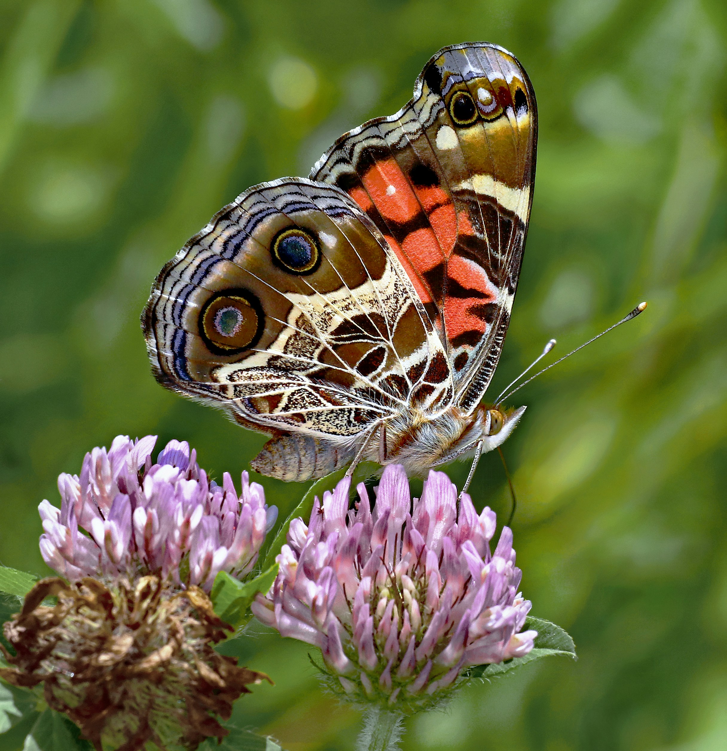 Vivid Painted Lady in a Pink Clover Spotlight
