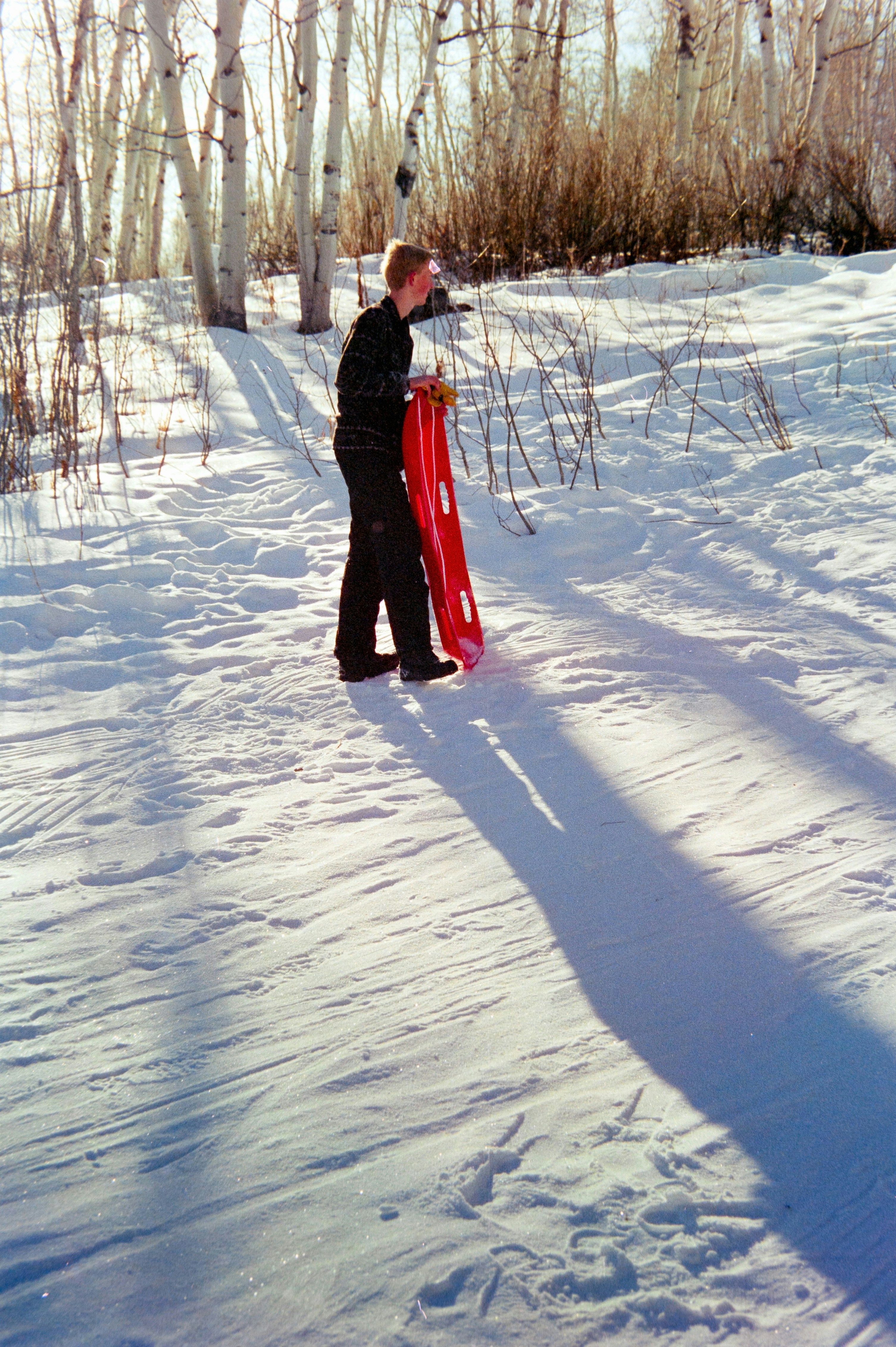 Snowbound Surfer: A lone rider with a red board beside frosted trees