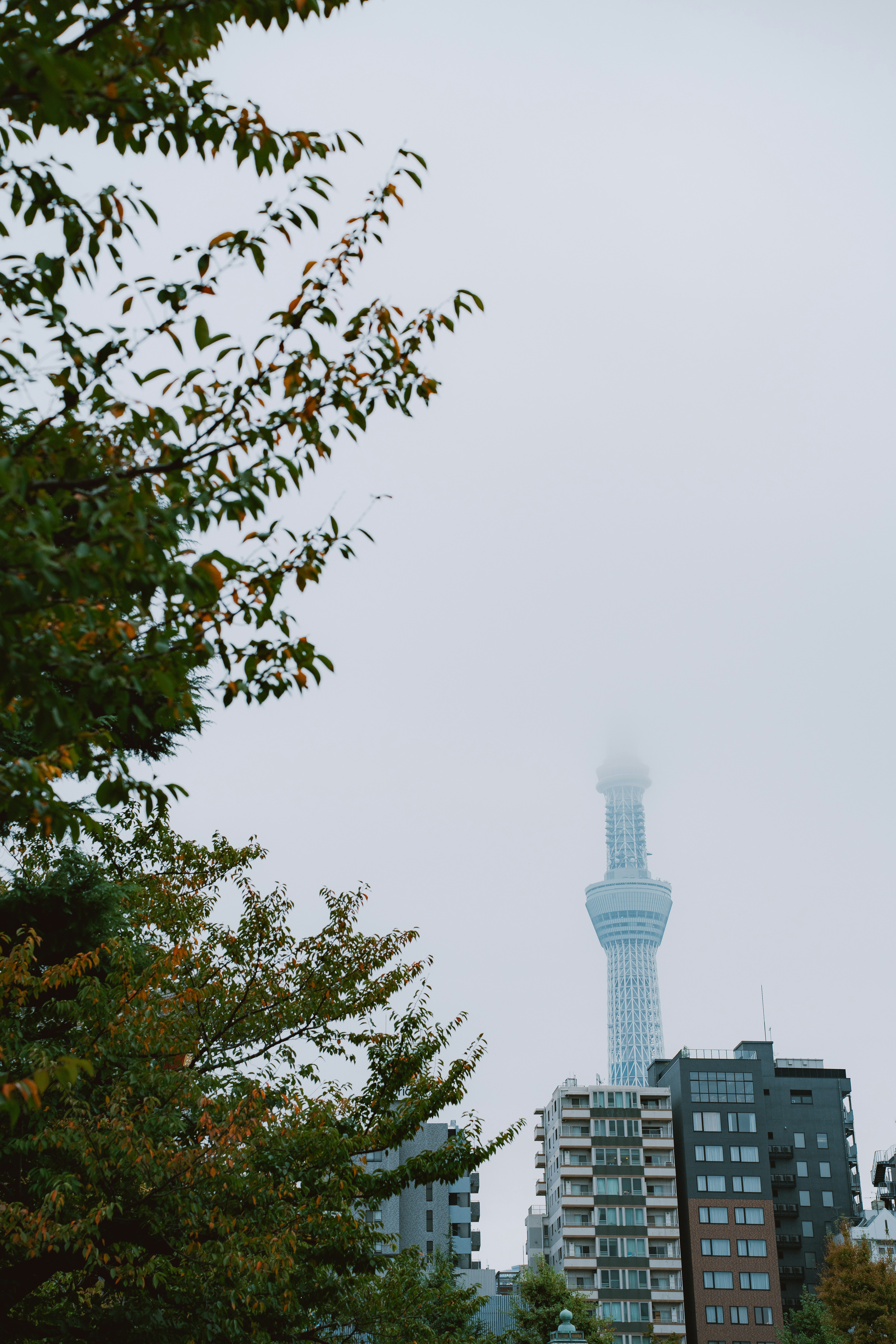 Foggy Tokyo Skyline Under a Veil of Leaves