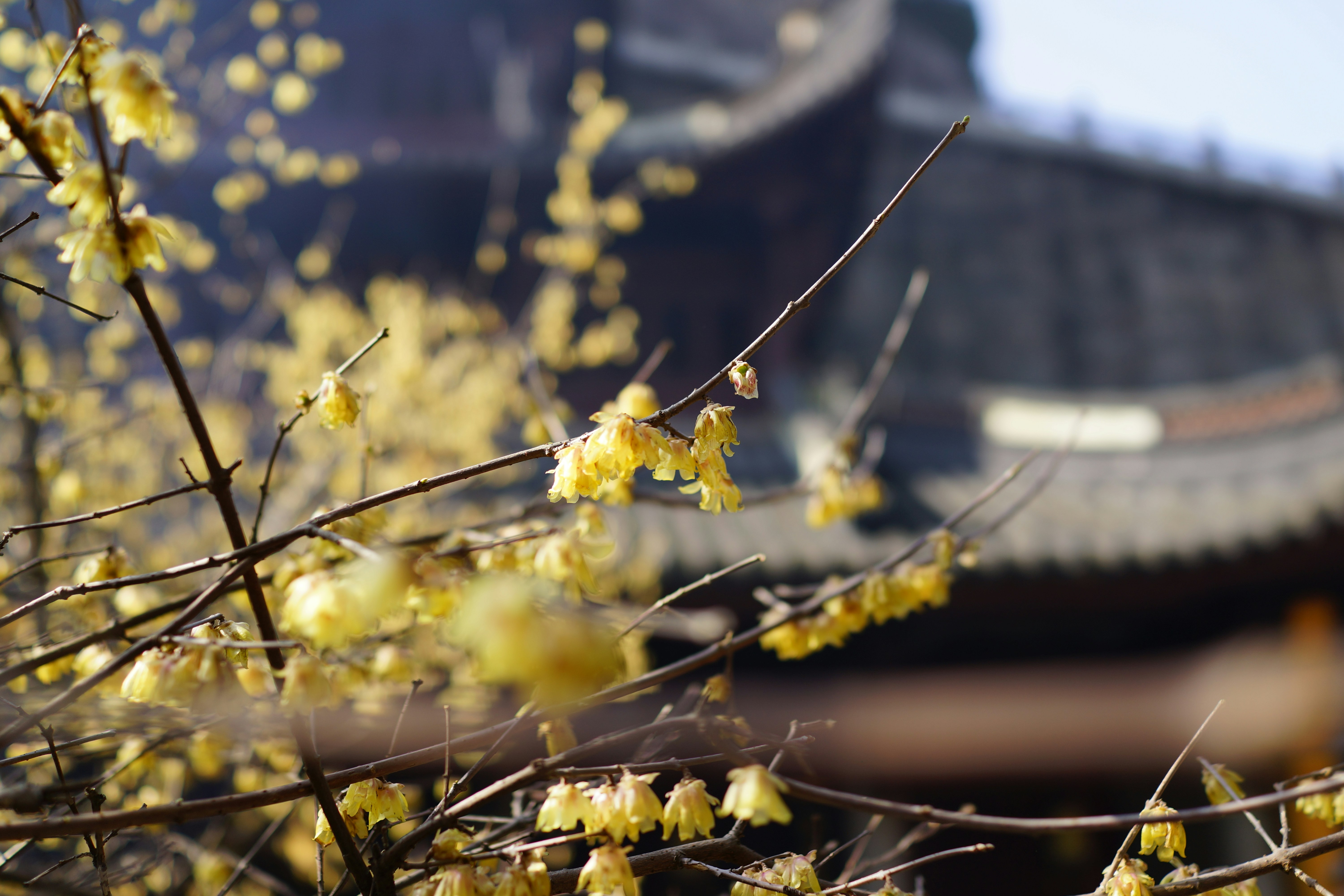 Yellow blossoms in focus before a blurred temple roof