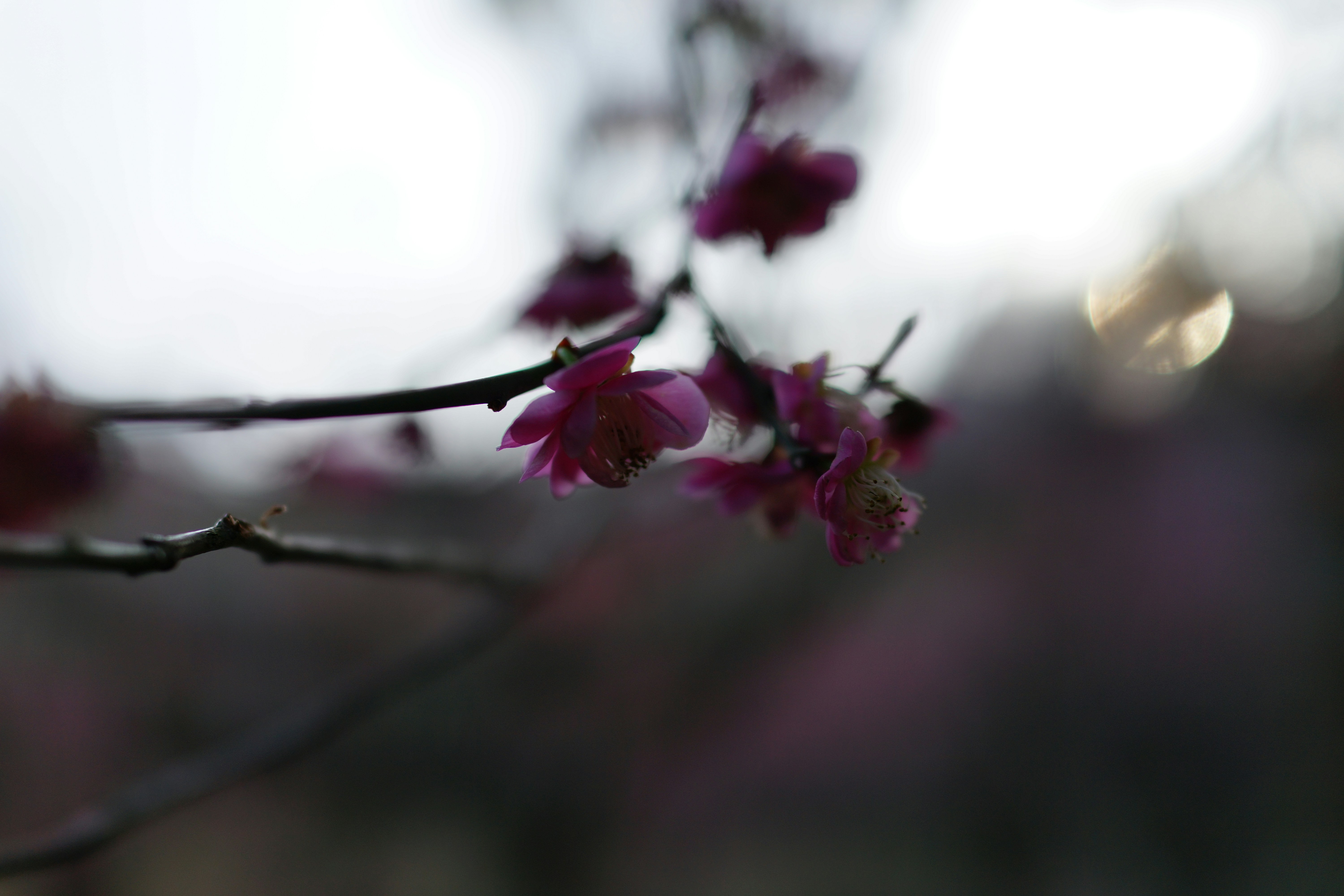  Blossoms in Soft Blur: A Quiet Autofocus Moment