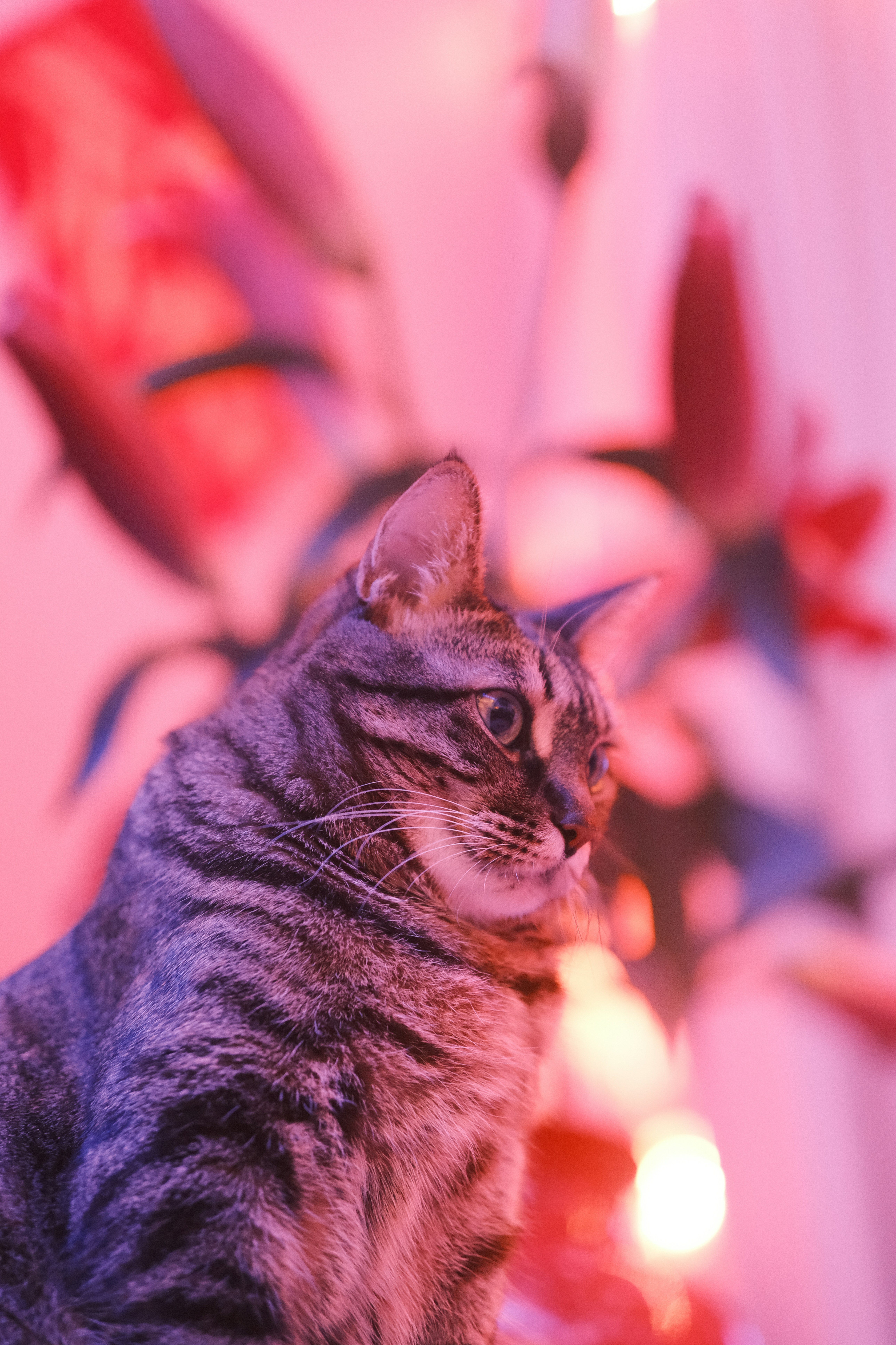 Cat Under Neon Rose Light