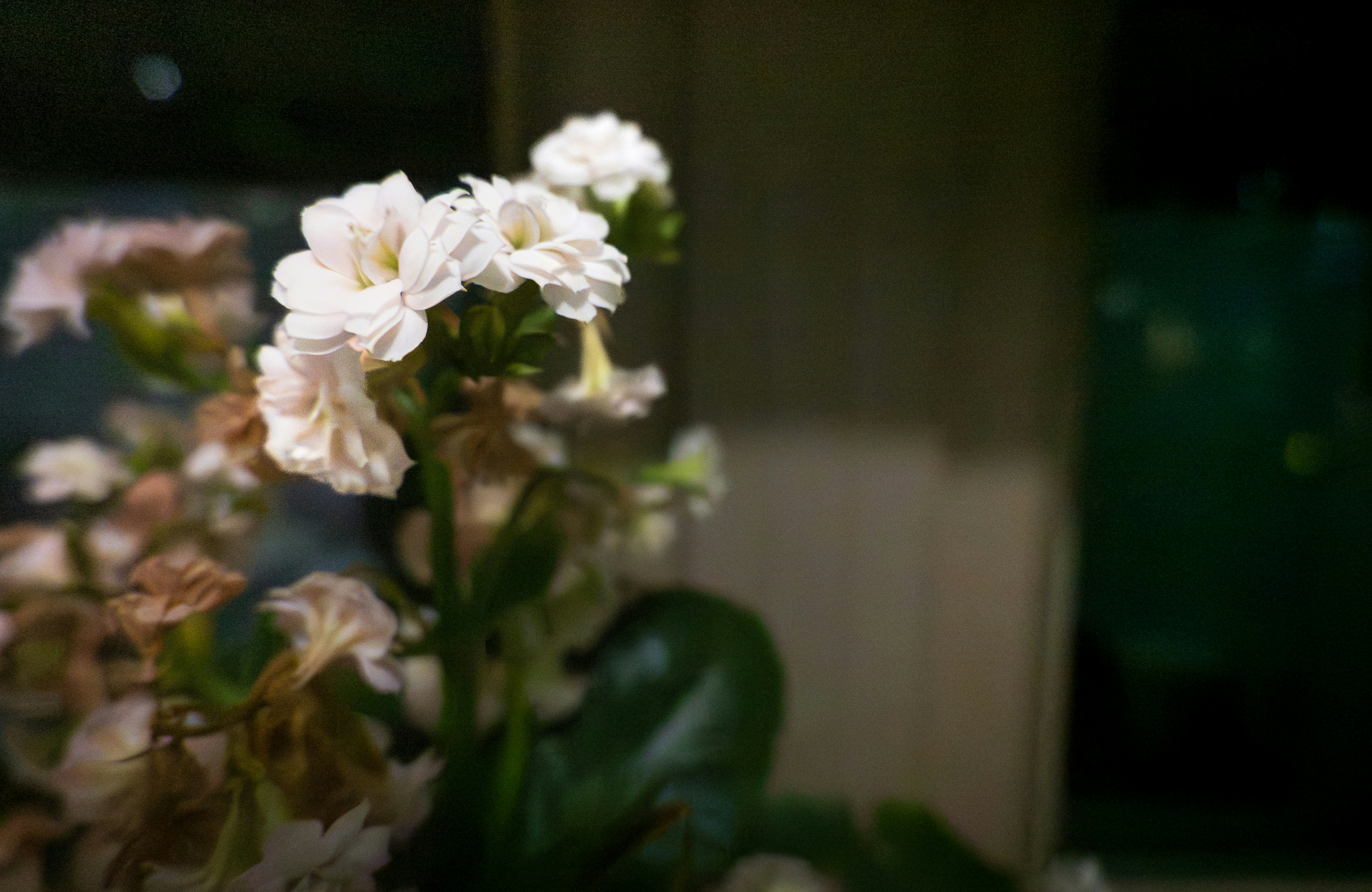Soft Petal Glow under Evening Shade