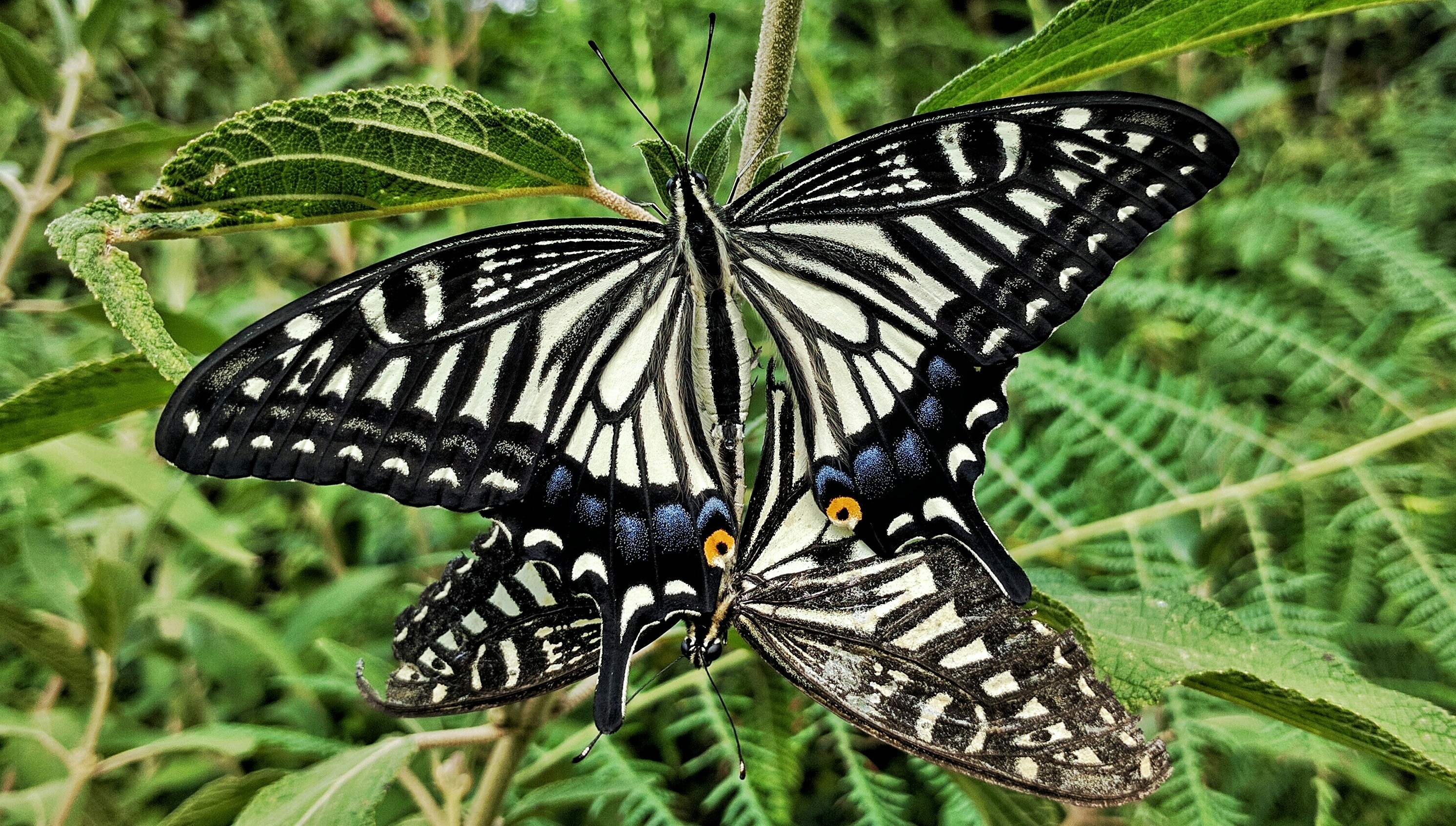 Two black and white butterflies on green leaves