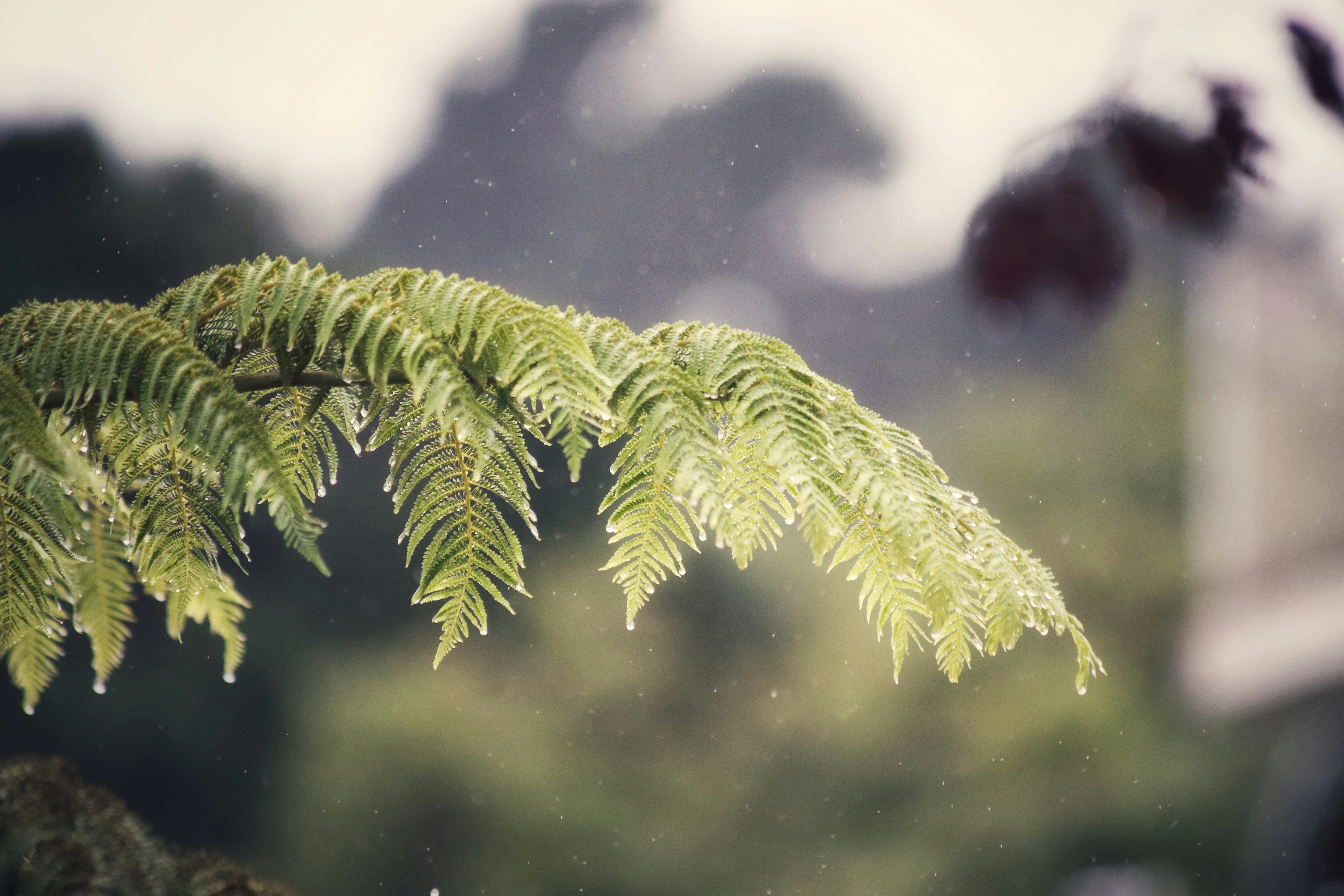 Frond in Focus: Delicate Fern Against a Soft Rainy Background