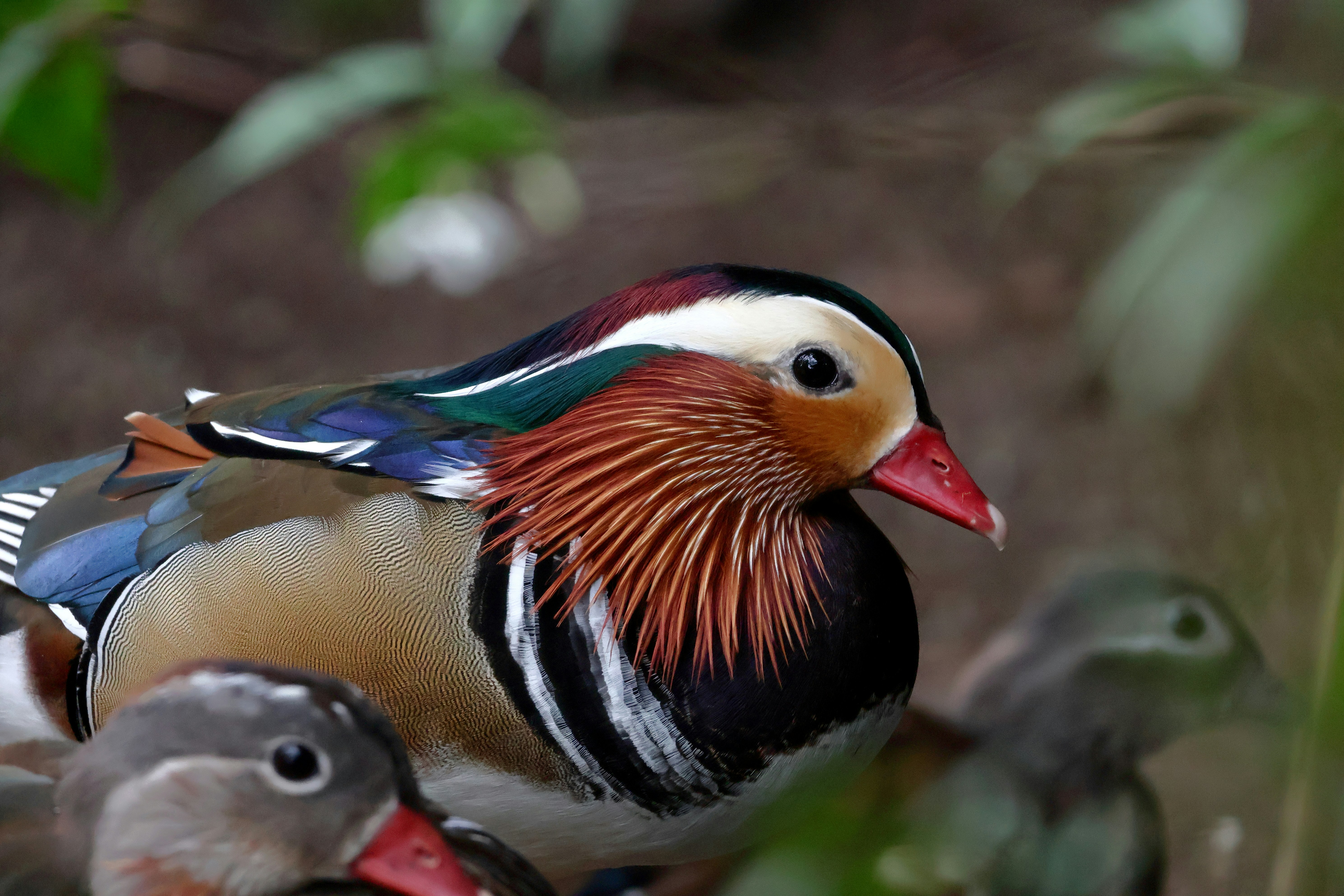 Emerald Crest: A Mandarin Duck Amid Foliage