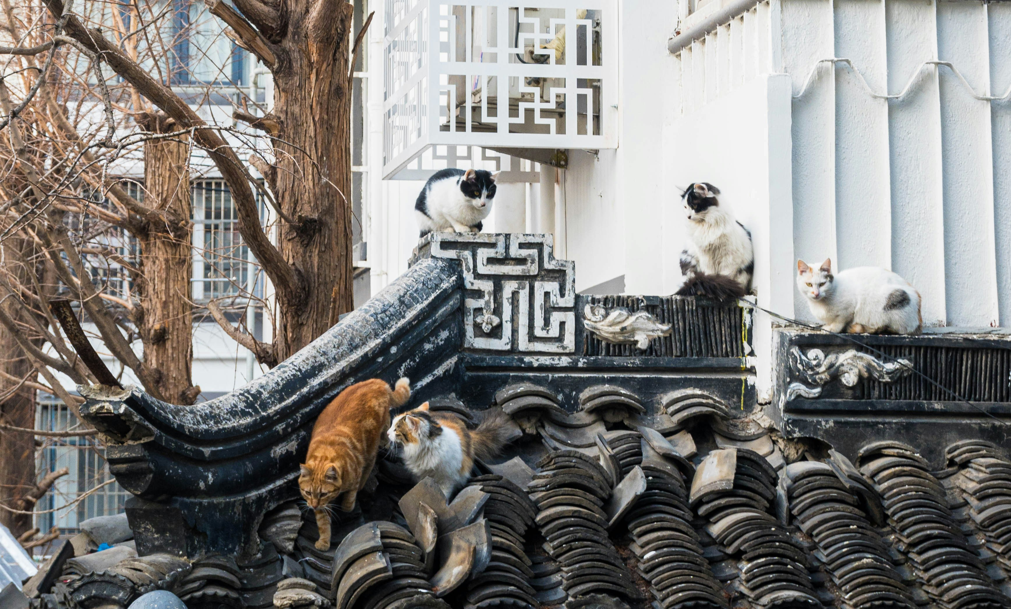 Cats on a tiled rooftop: a quiet urban moment among ornate eaves