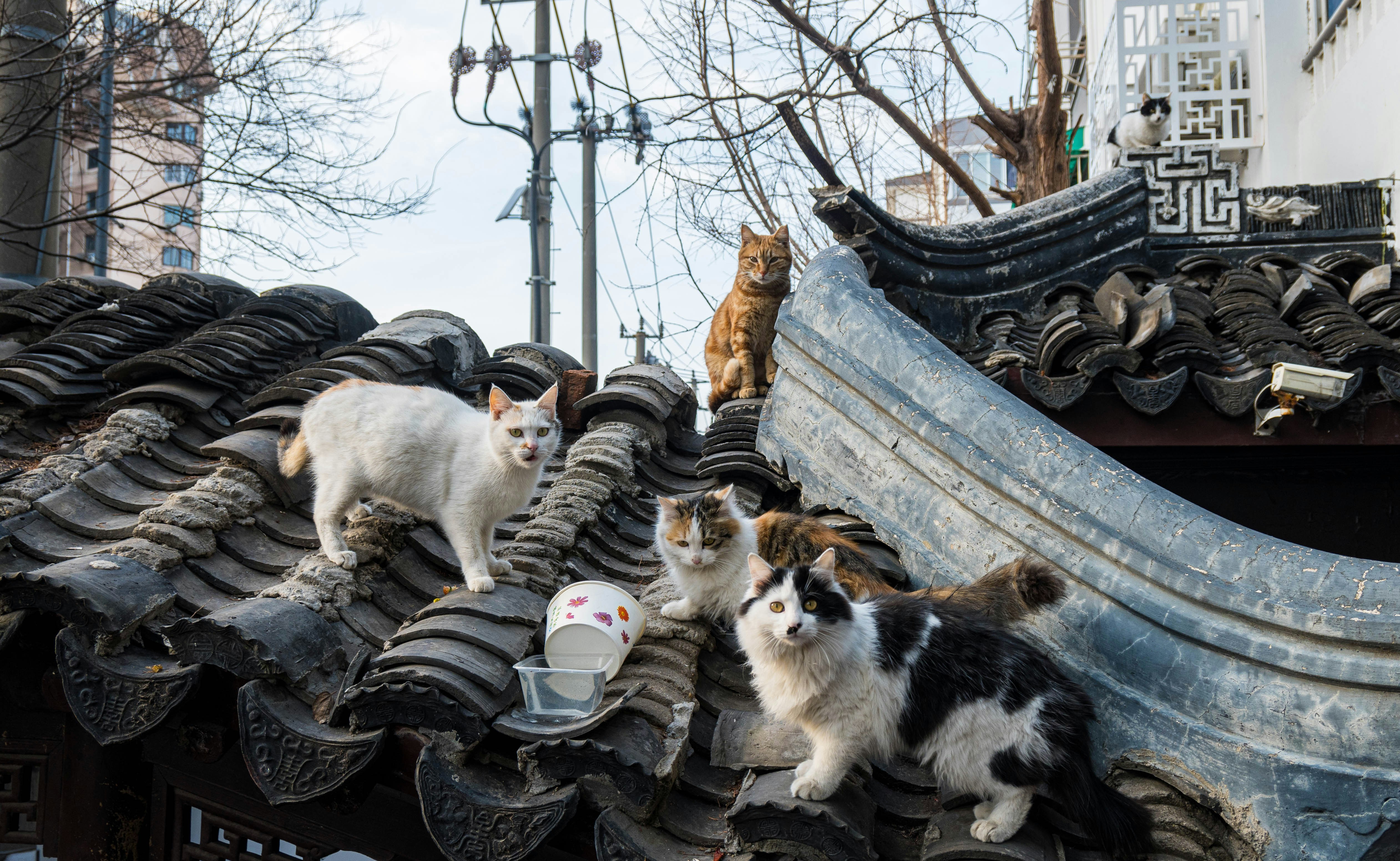Cats on the Curved Roof Tiles: A Quiet Rooftop Assembly