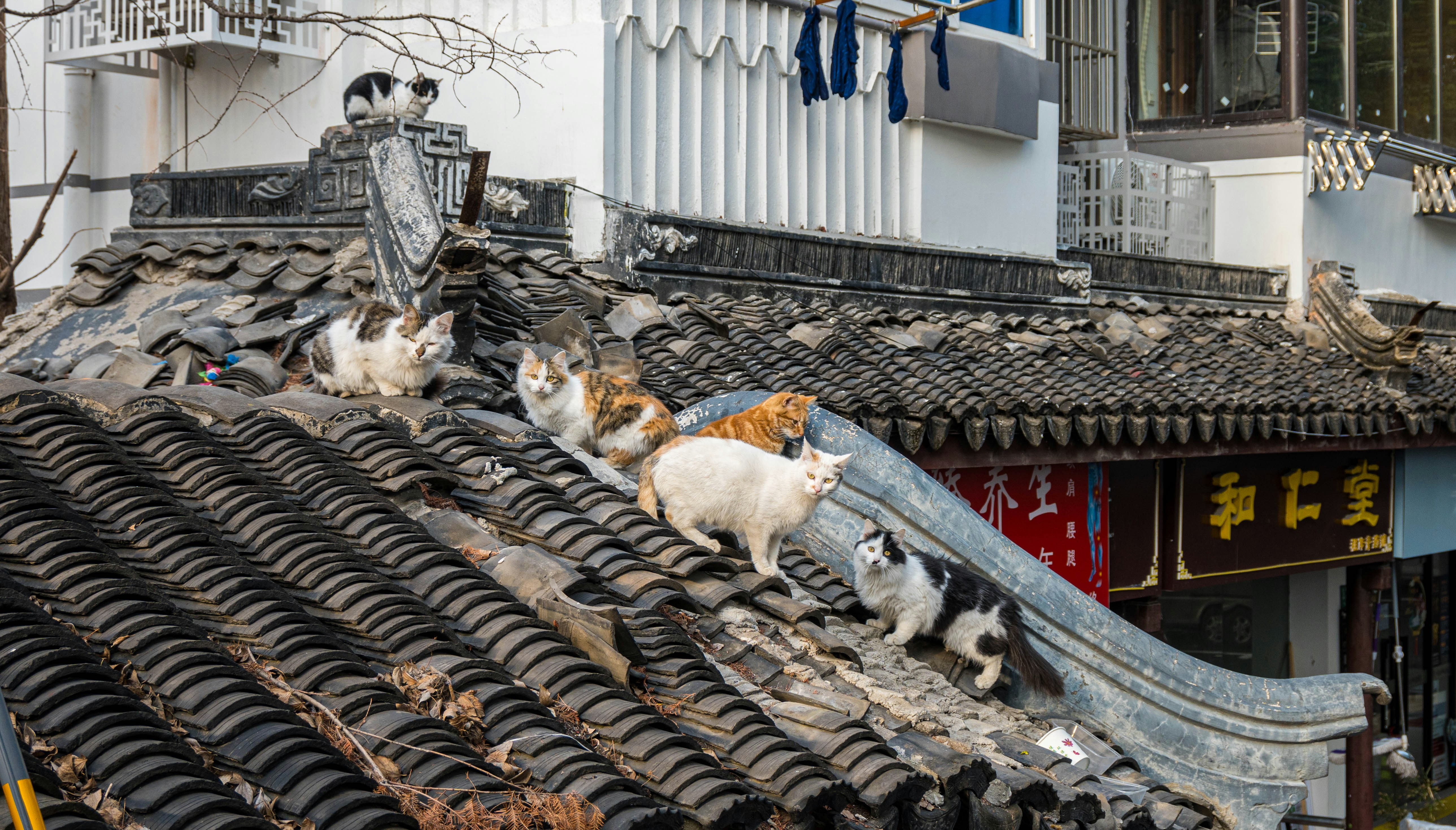 Tiled Rooftop Cat Parade under Dormer Windows