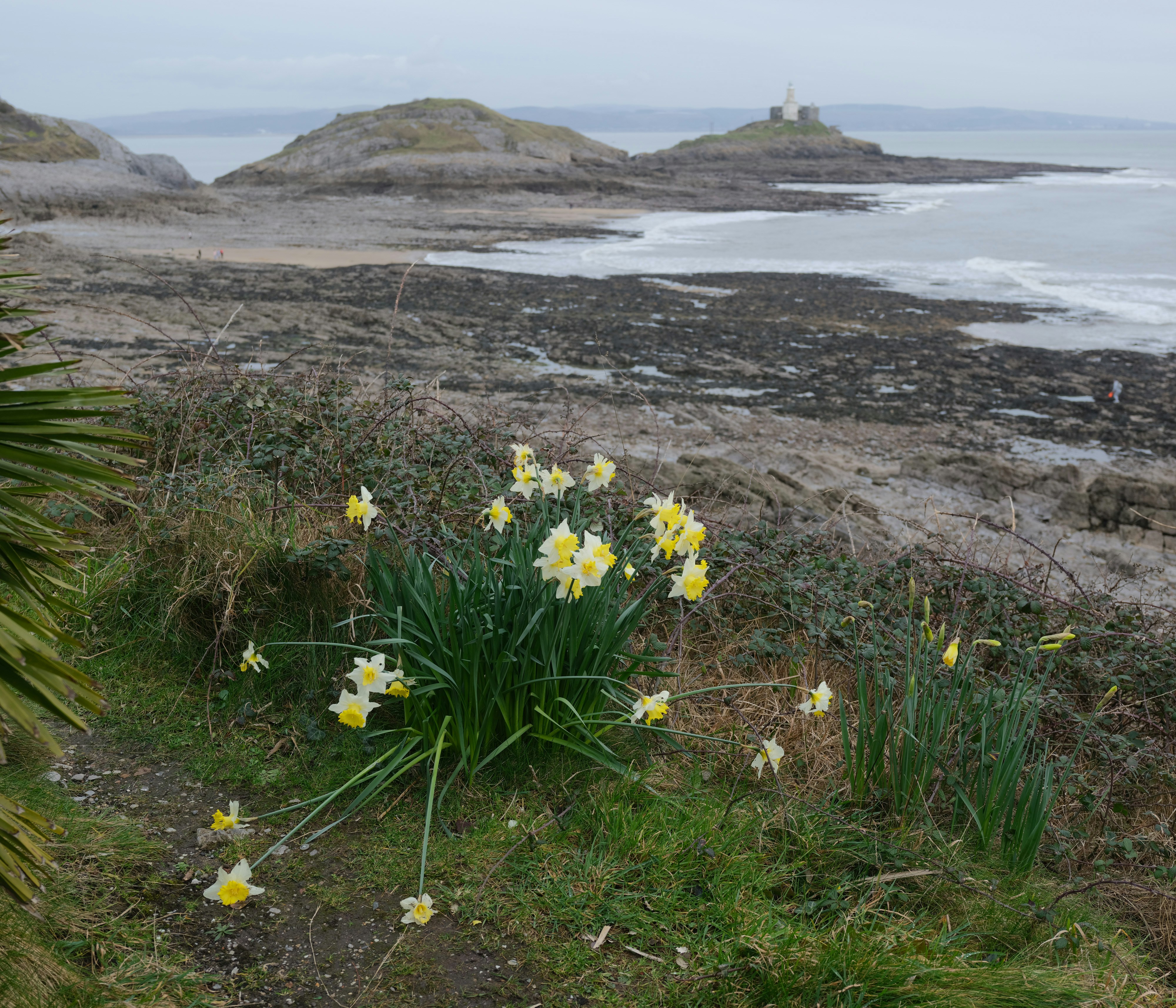 Yellow Narcissus at the Seaside Cliff