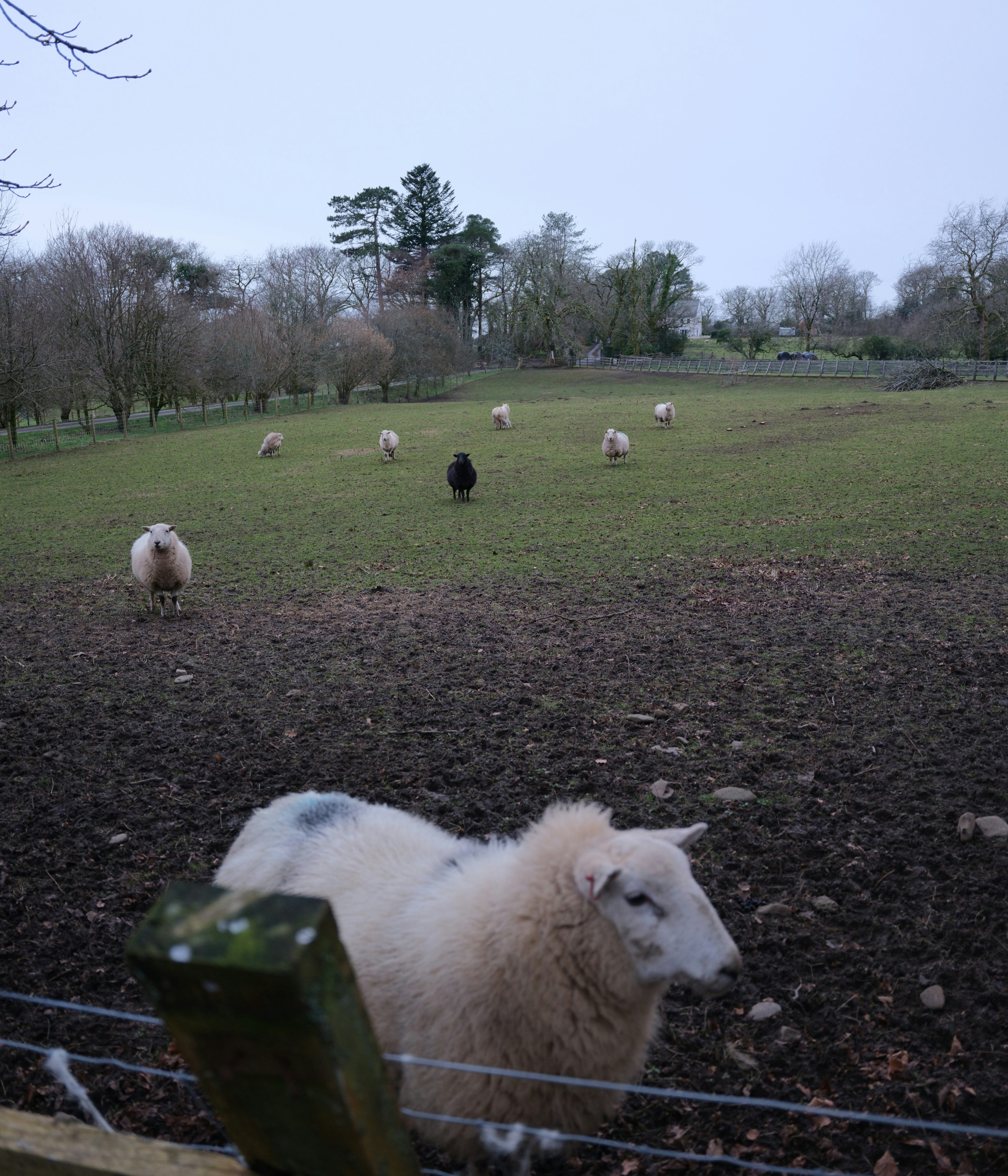Pasture Portrait: A Black Sheep Among White Flock on a Dusk-Soft Field
