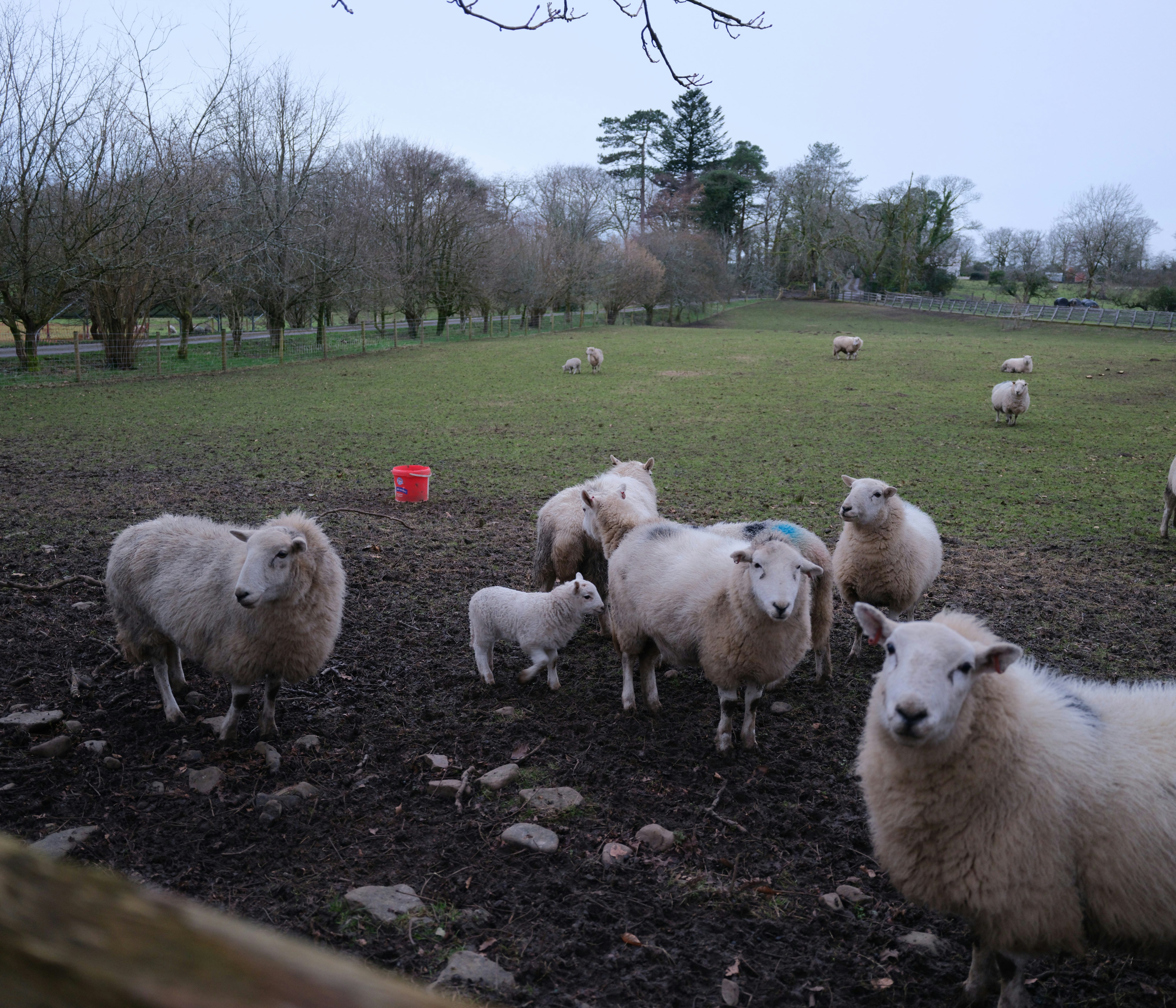 Curious Flock at the Edge of a Winter Field